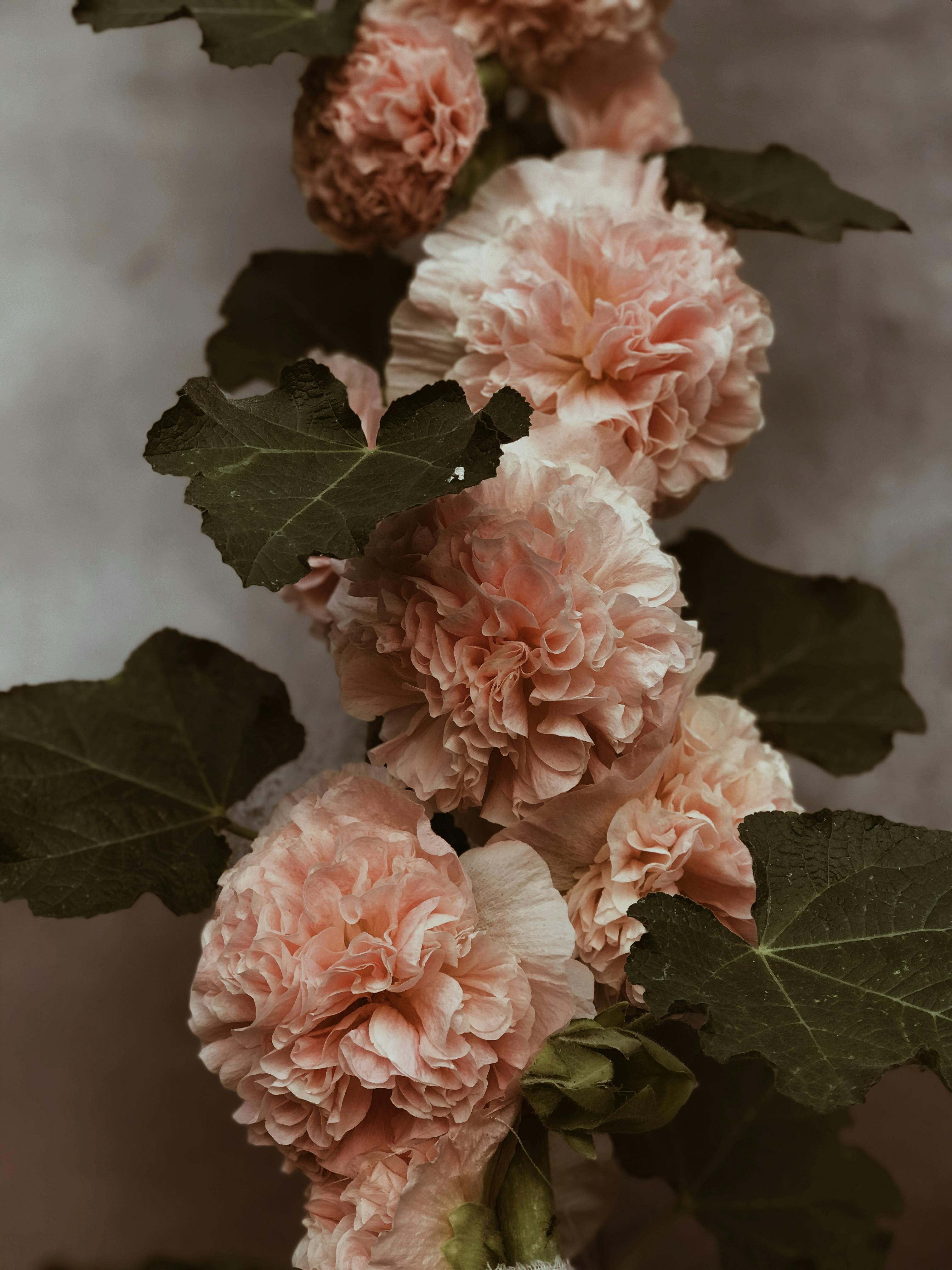 Carnation Flowers and Leaves · Free Stock Photo