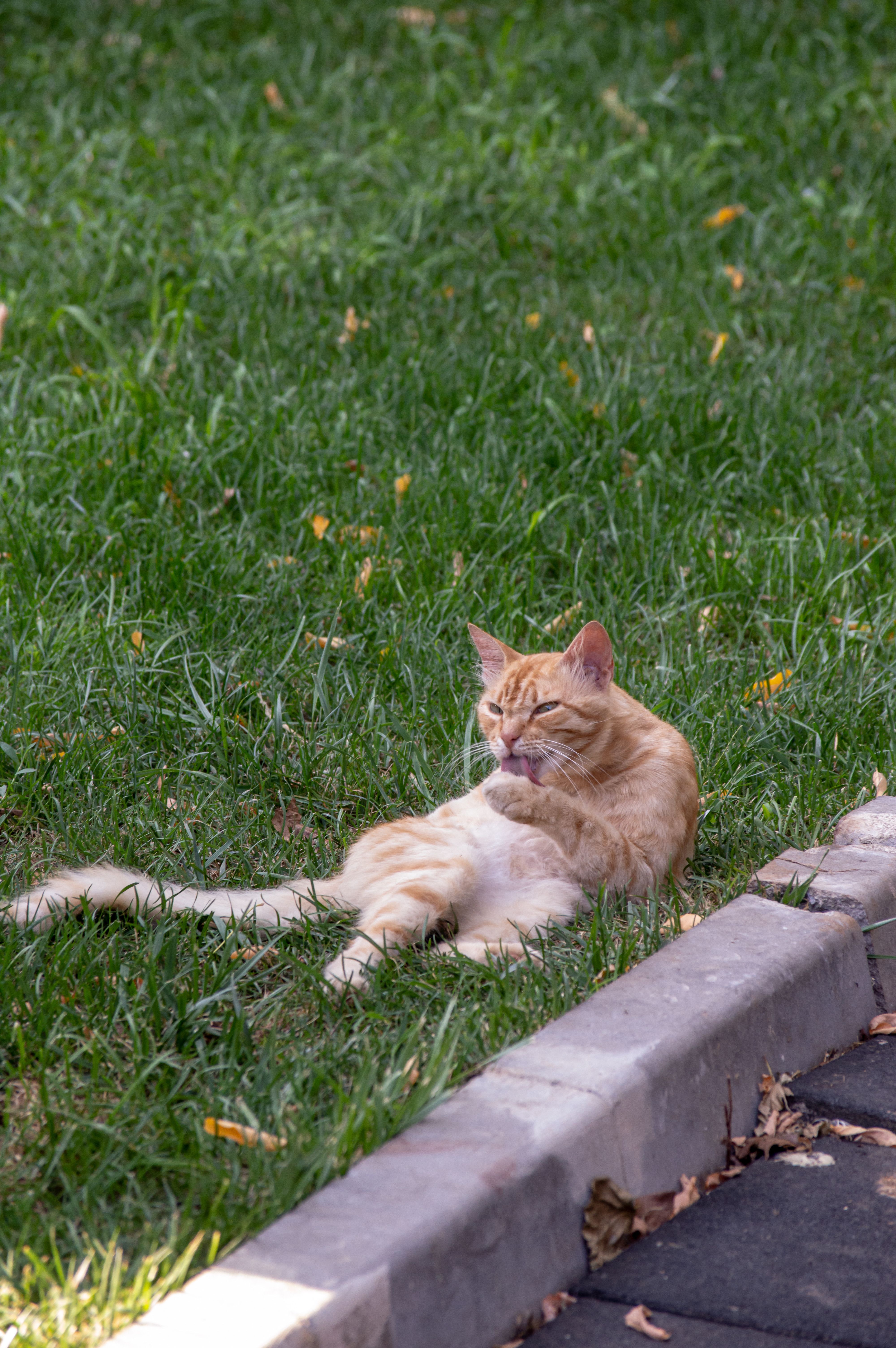 A Tabby Cat on the Grass · Free Stock Photo