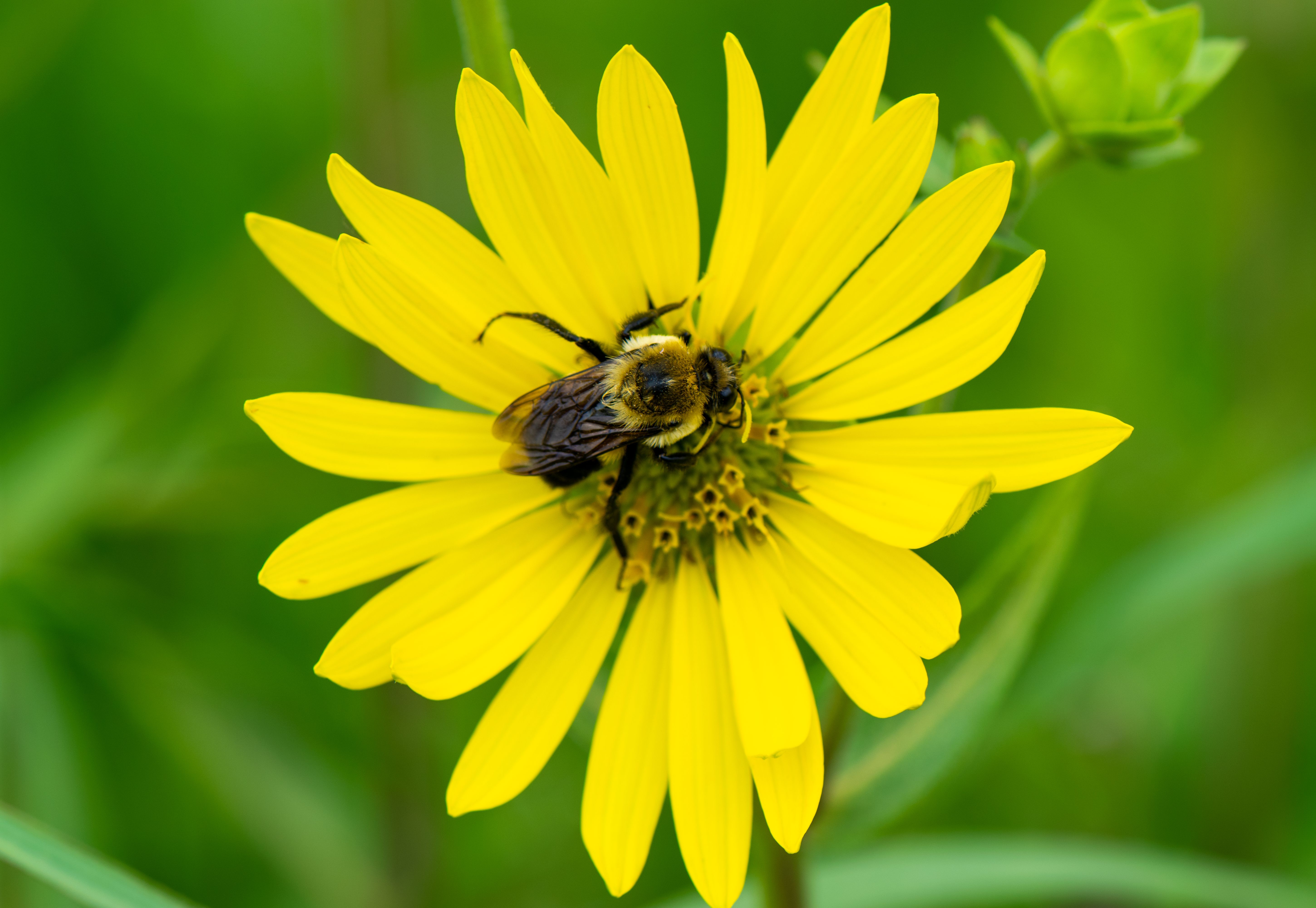 Bee on Yellow Flower in Close Up Photography · Free Stock Photo