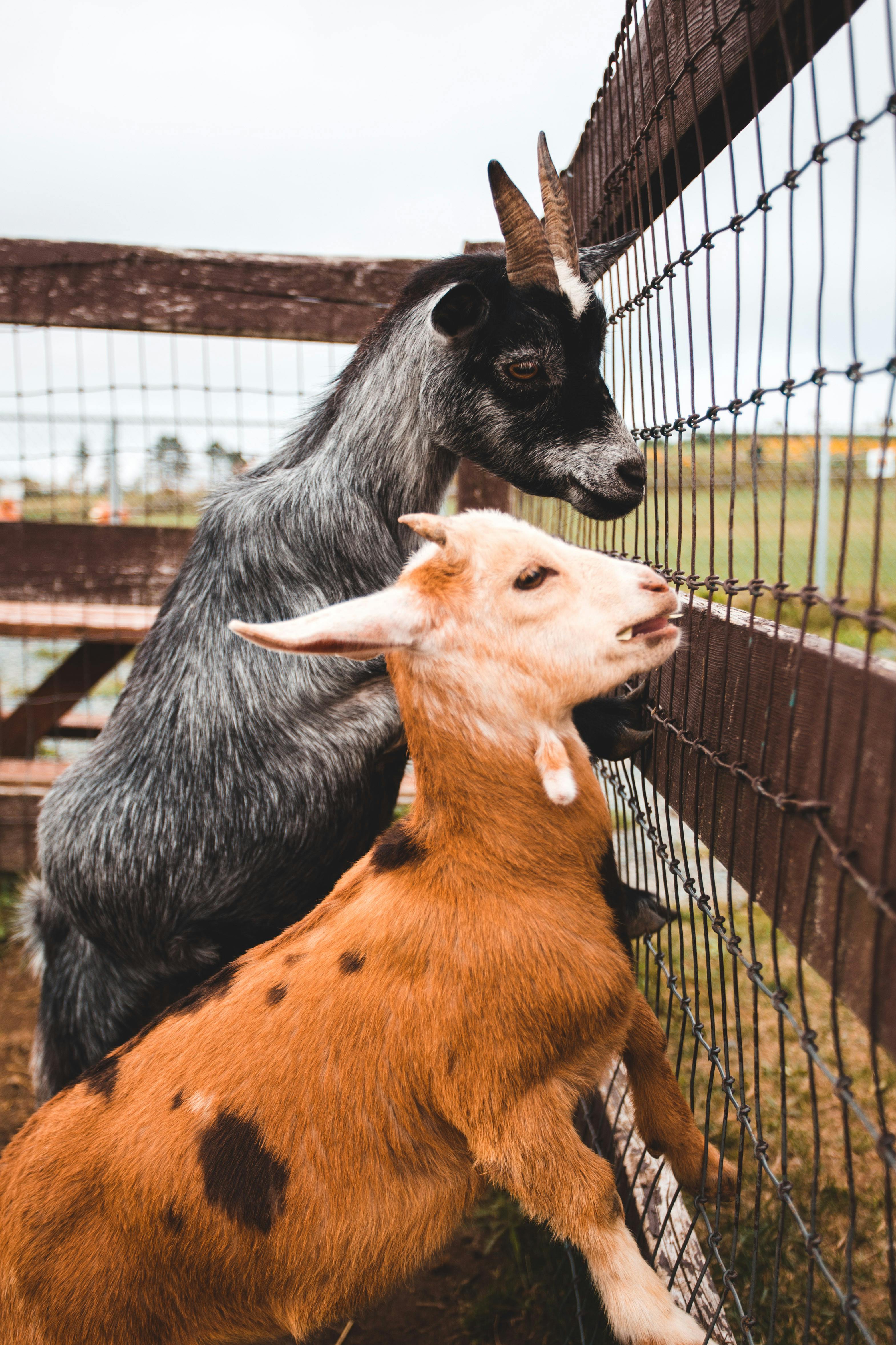 Goats Heads Between a Railing · Free Stock Photo