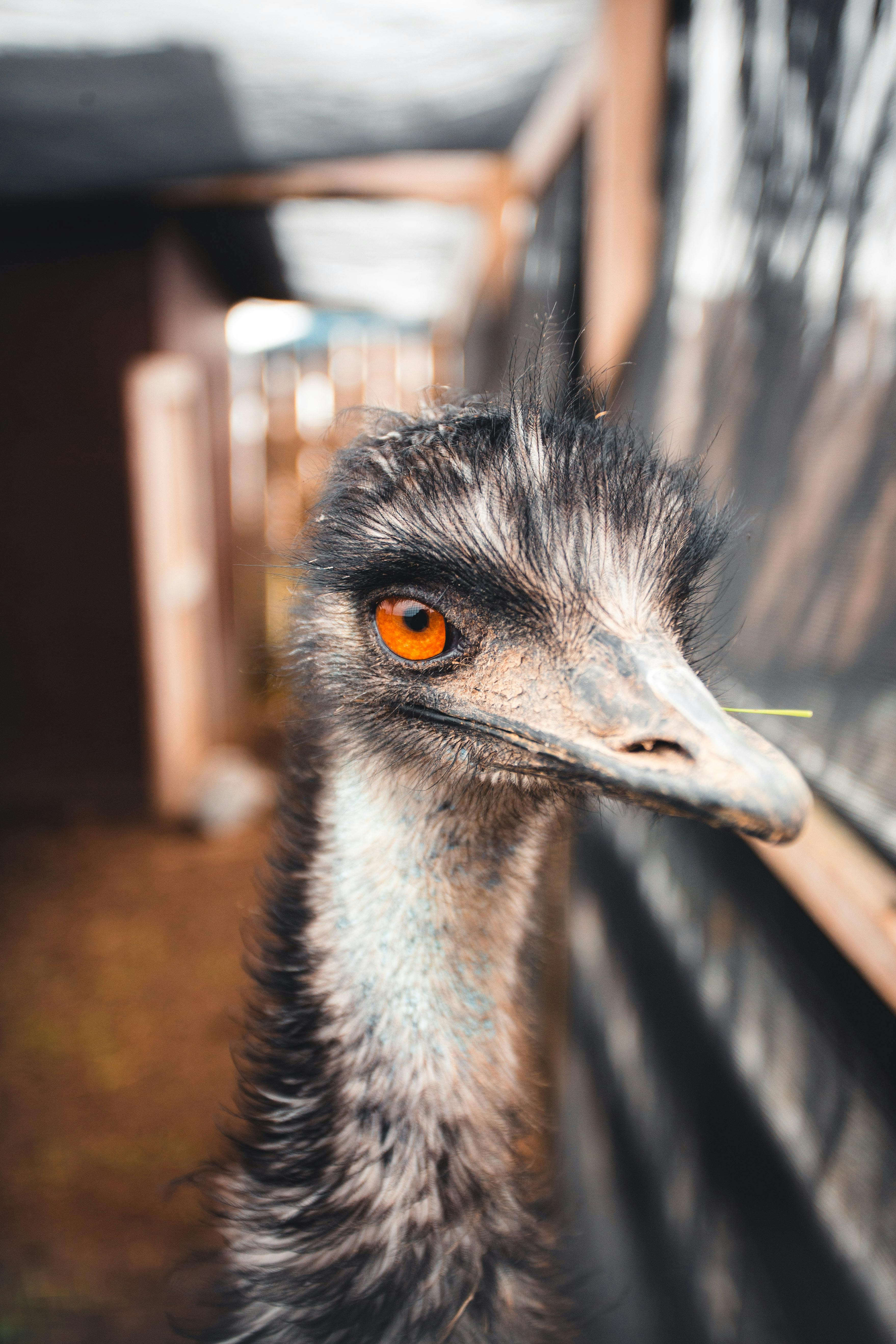 Close Up Photo of an Emu · Free Stock Photo