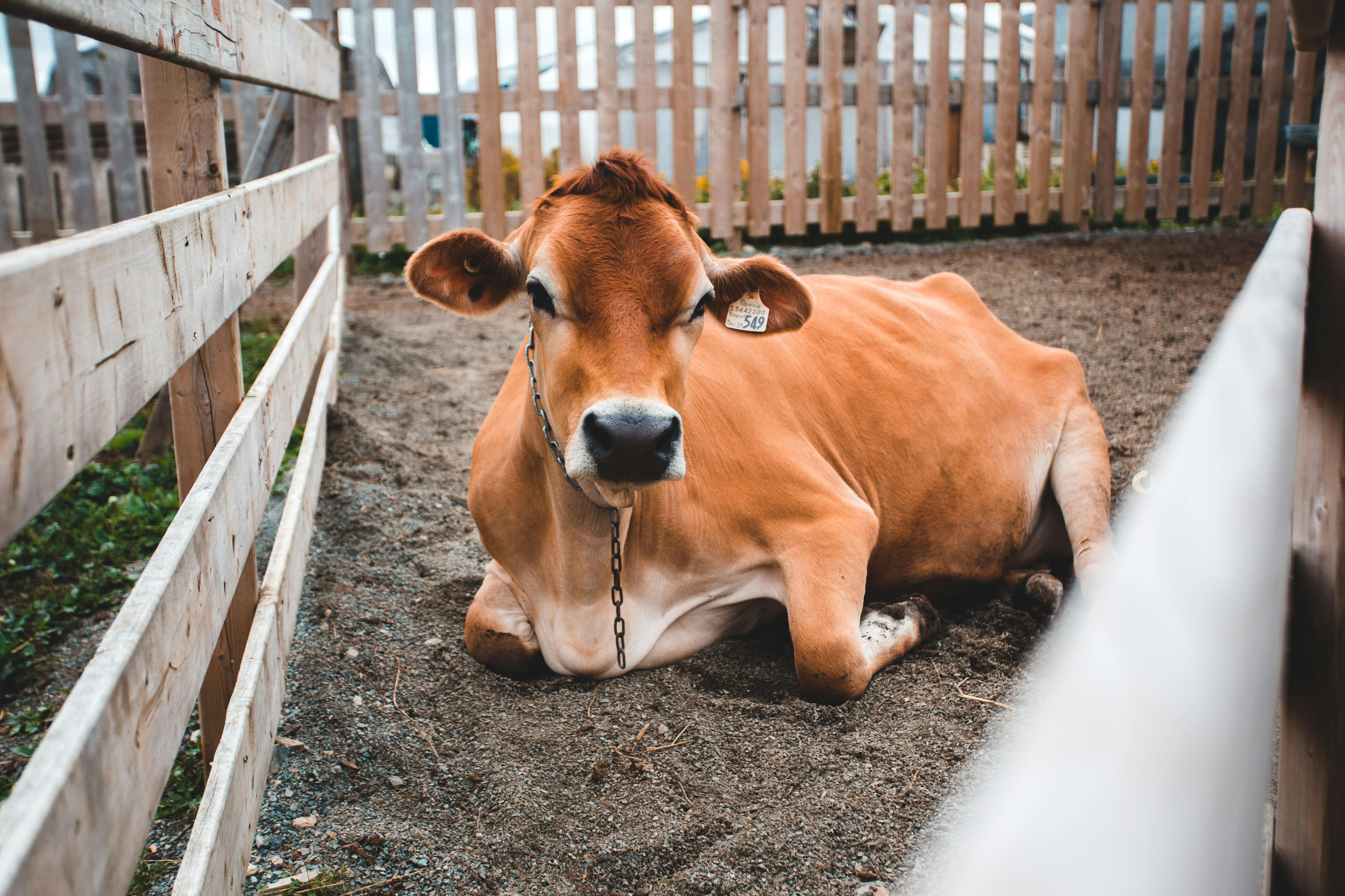 Brown Cow Lying on the Ground · Free Stock Photo
