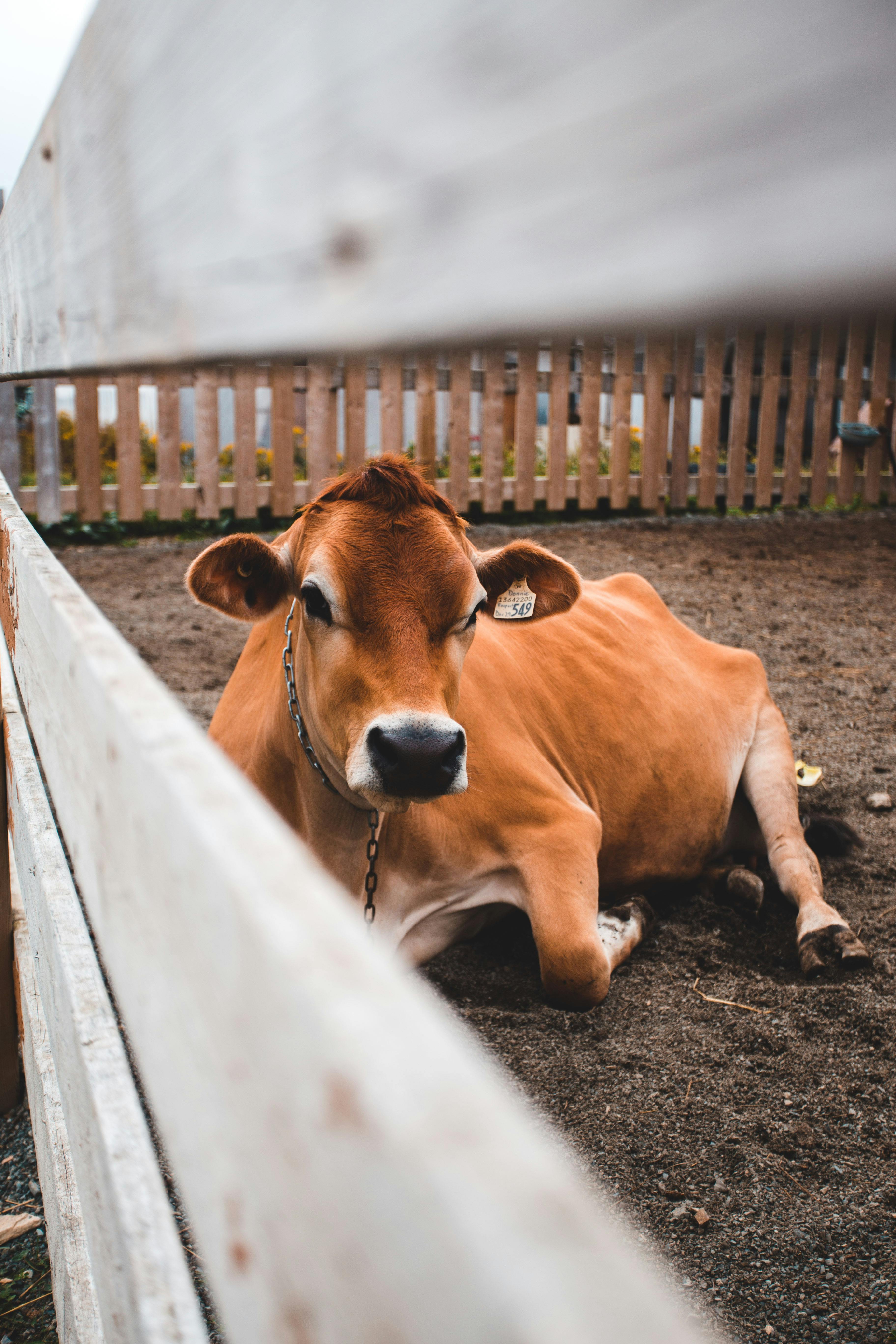 Photo of Cow Lying on the Ground · Free Stock Photo
