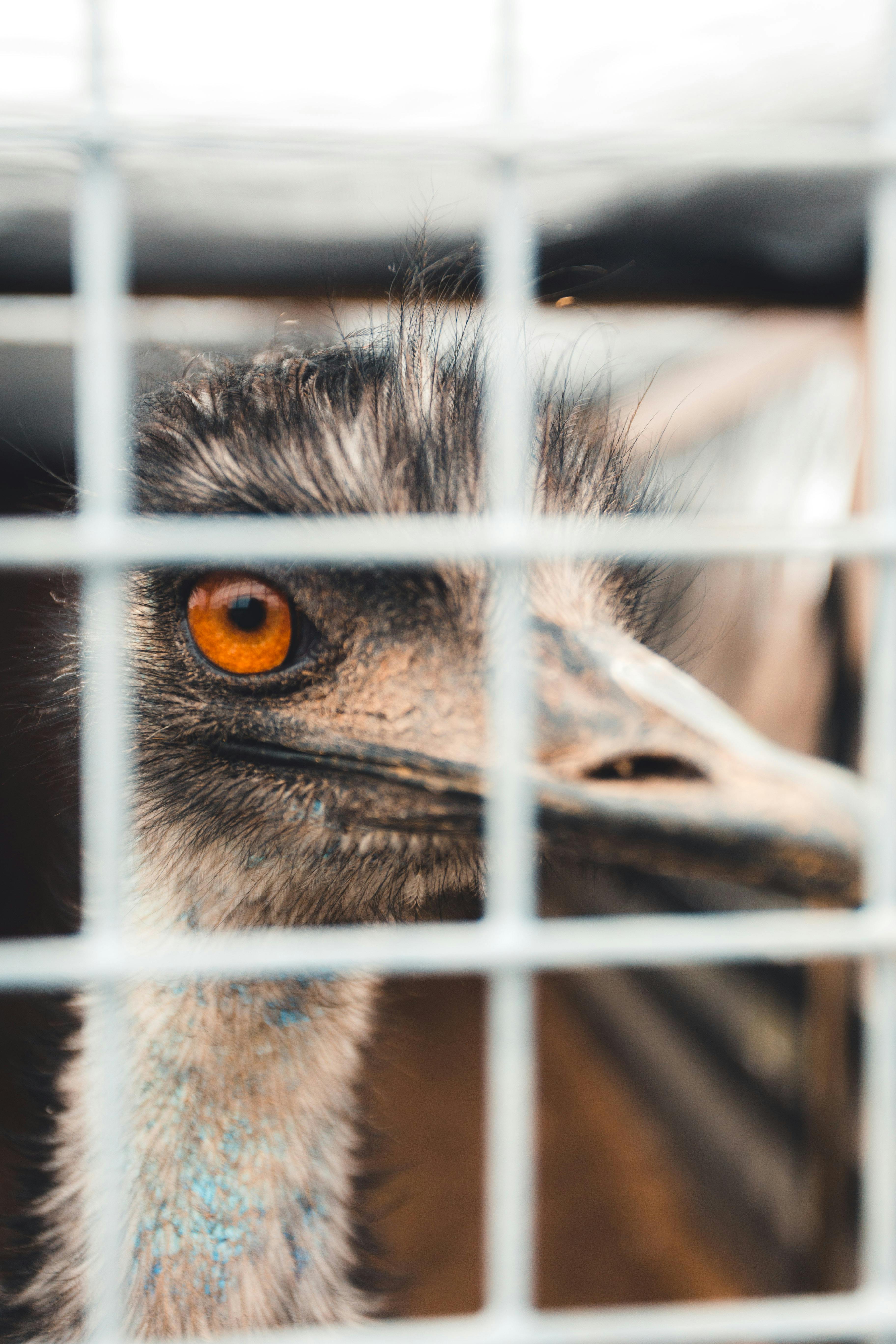 A Close-Up of an Emu · Free Stock Photo