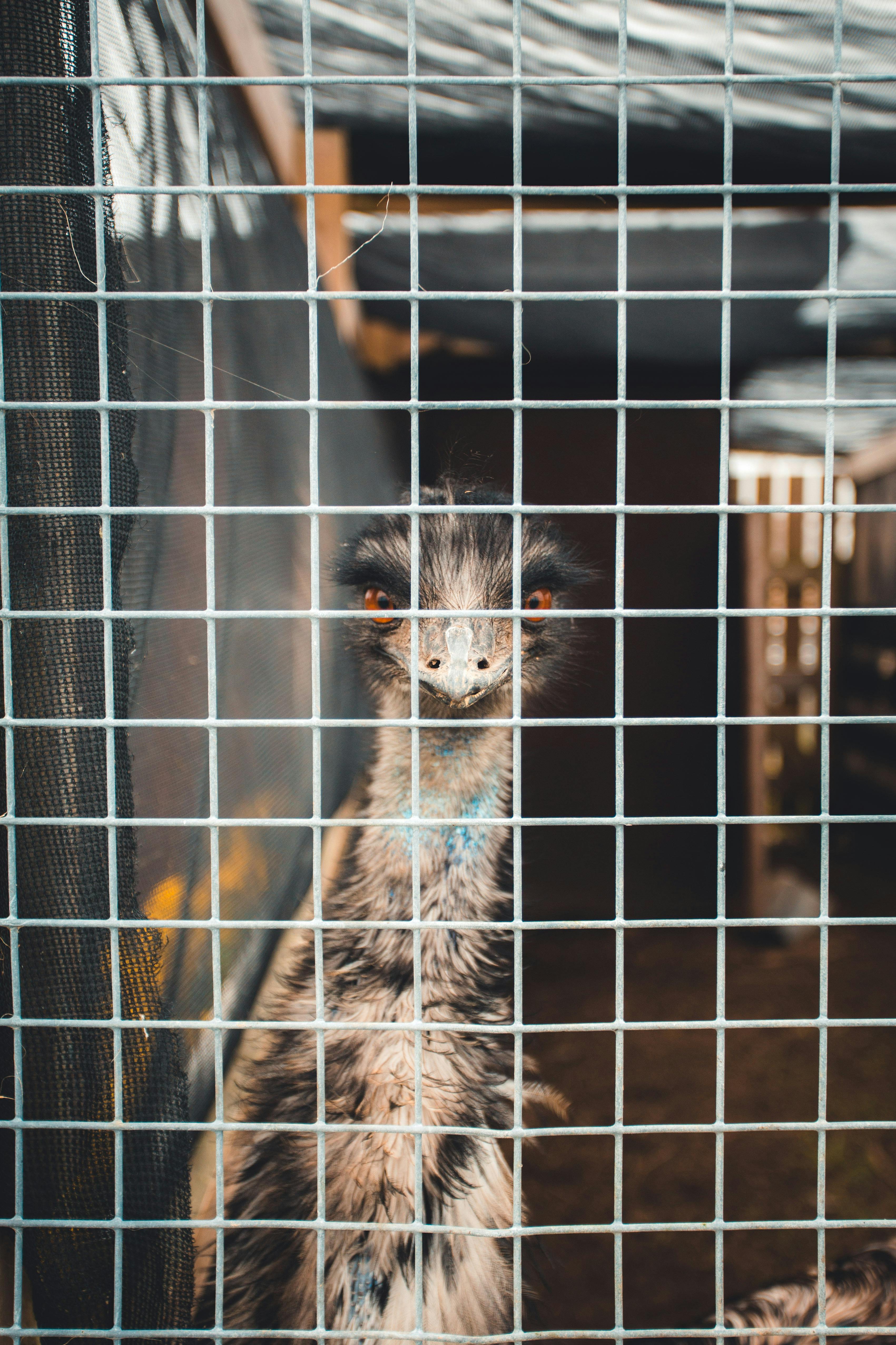 Close-Up Shot of an Emu · Free Stock Photo