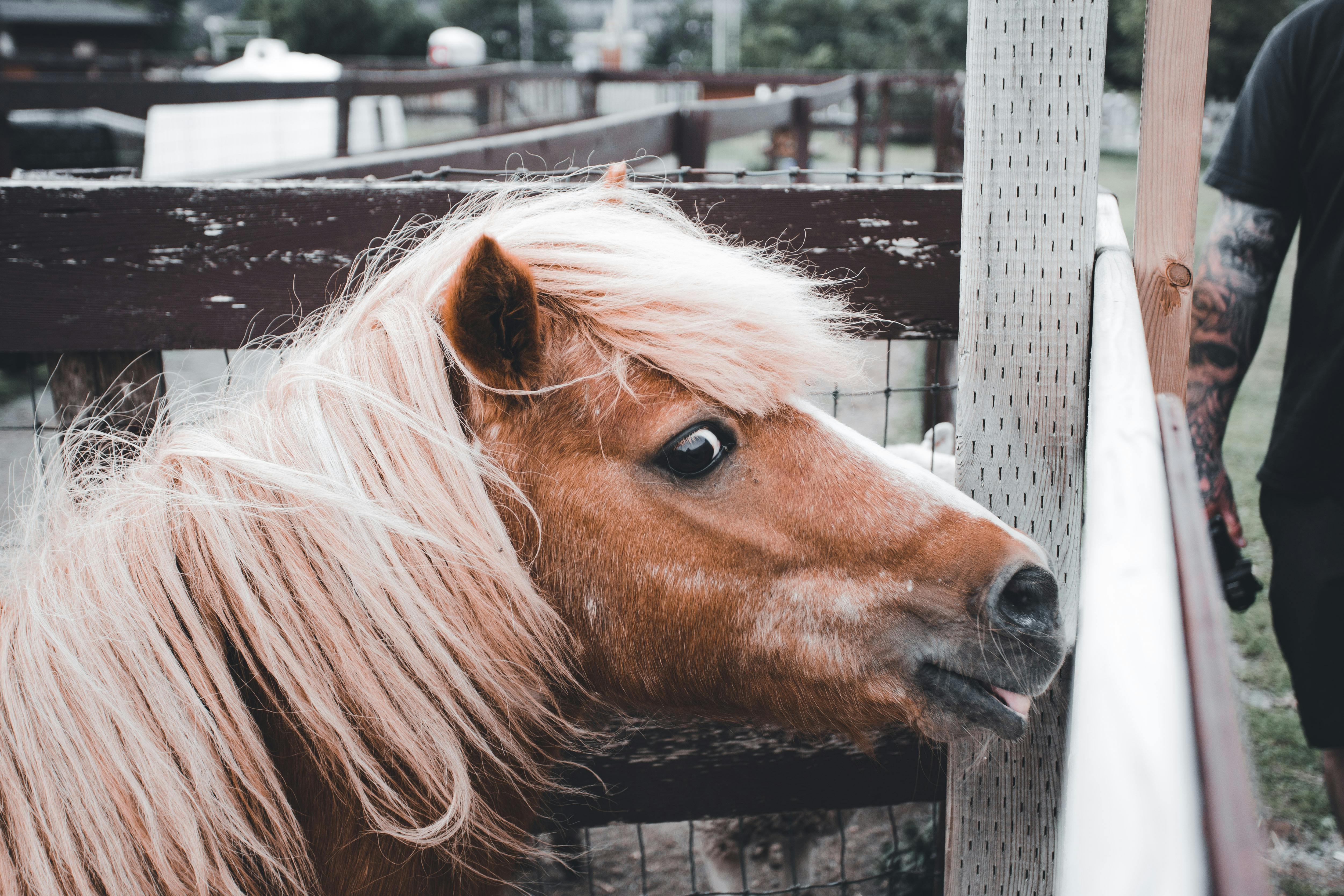 Horse 4k Photos, Download The BEST Free Horse 4k Stock Photos & HD Images