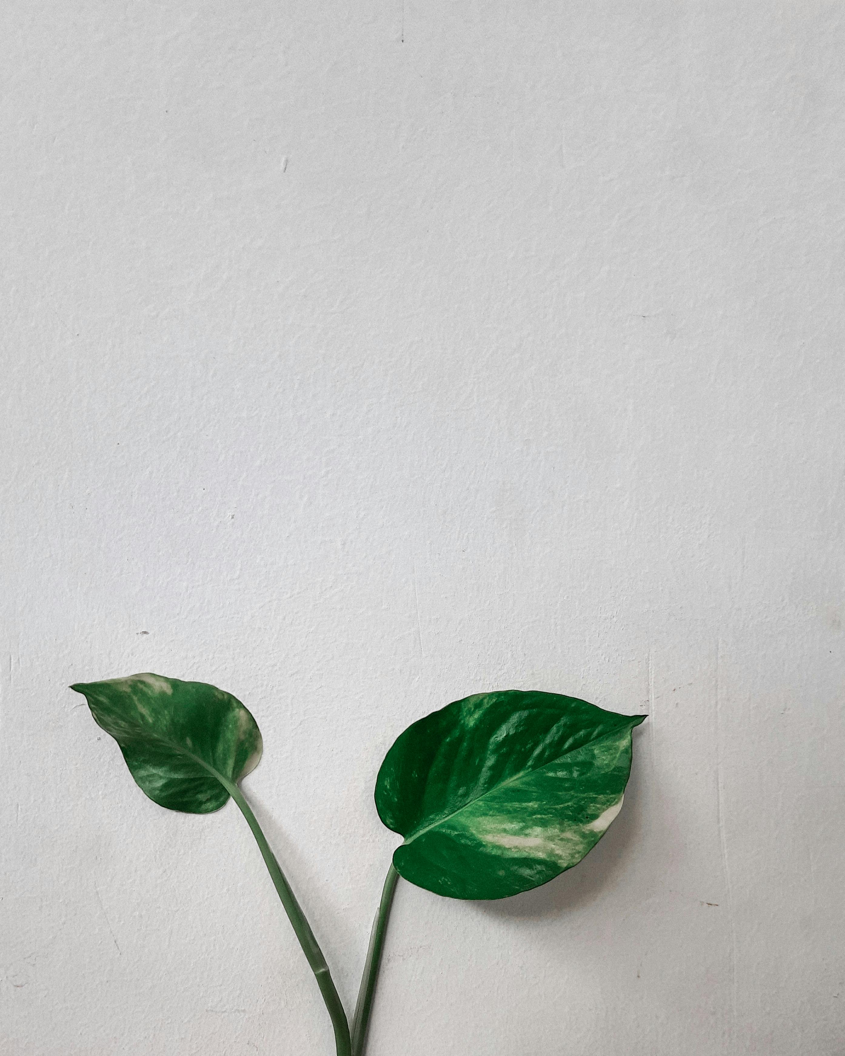 Pothos (Epipremnum Aureum) Photos, Download The BEST Free Pothos ...