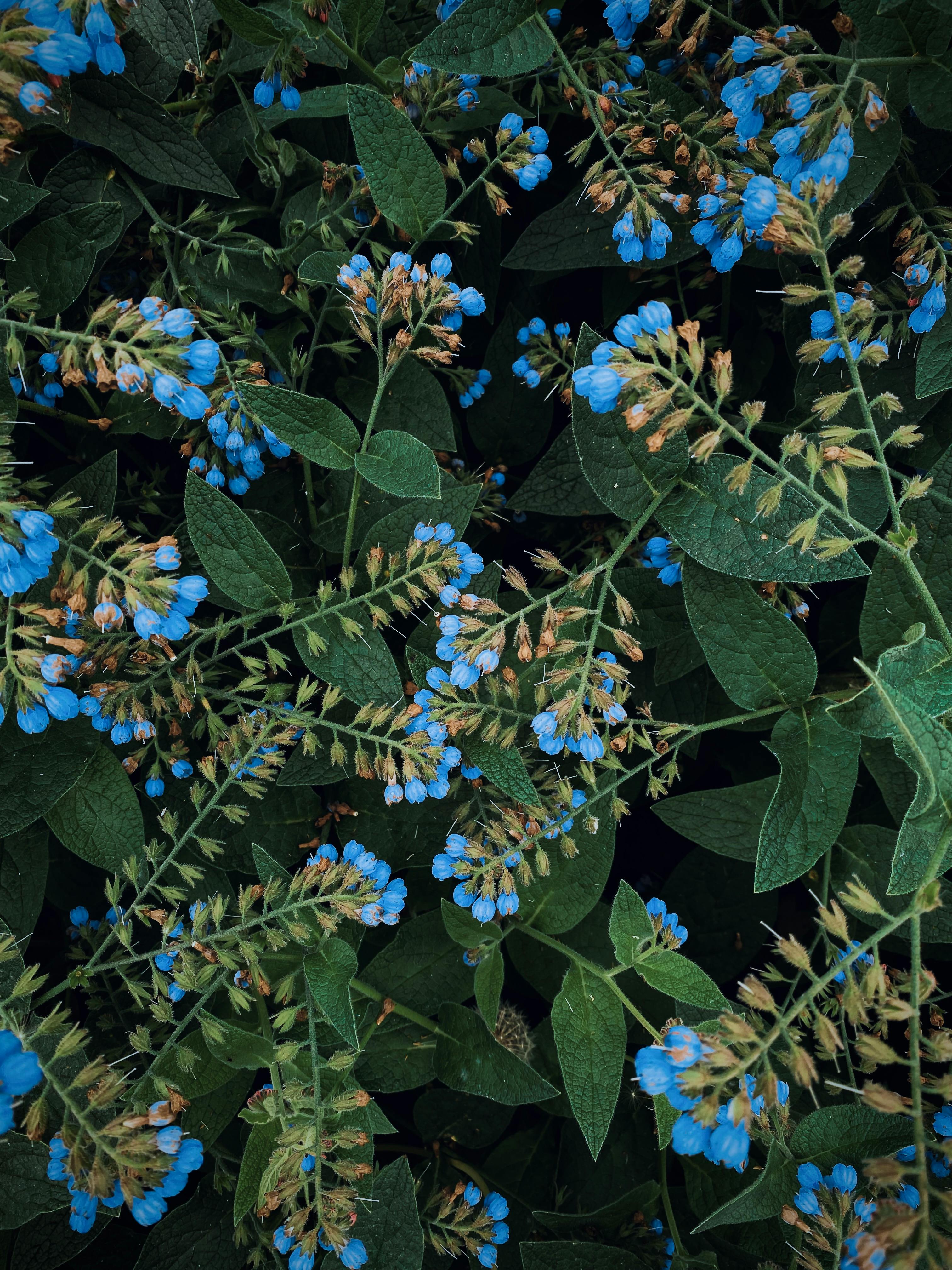 Close-Up Shot of Blooming Blue Flowers · Free Stock Photo