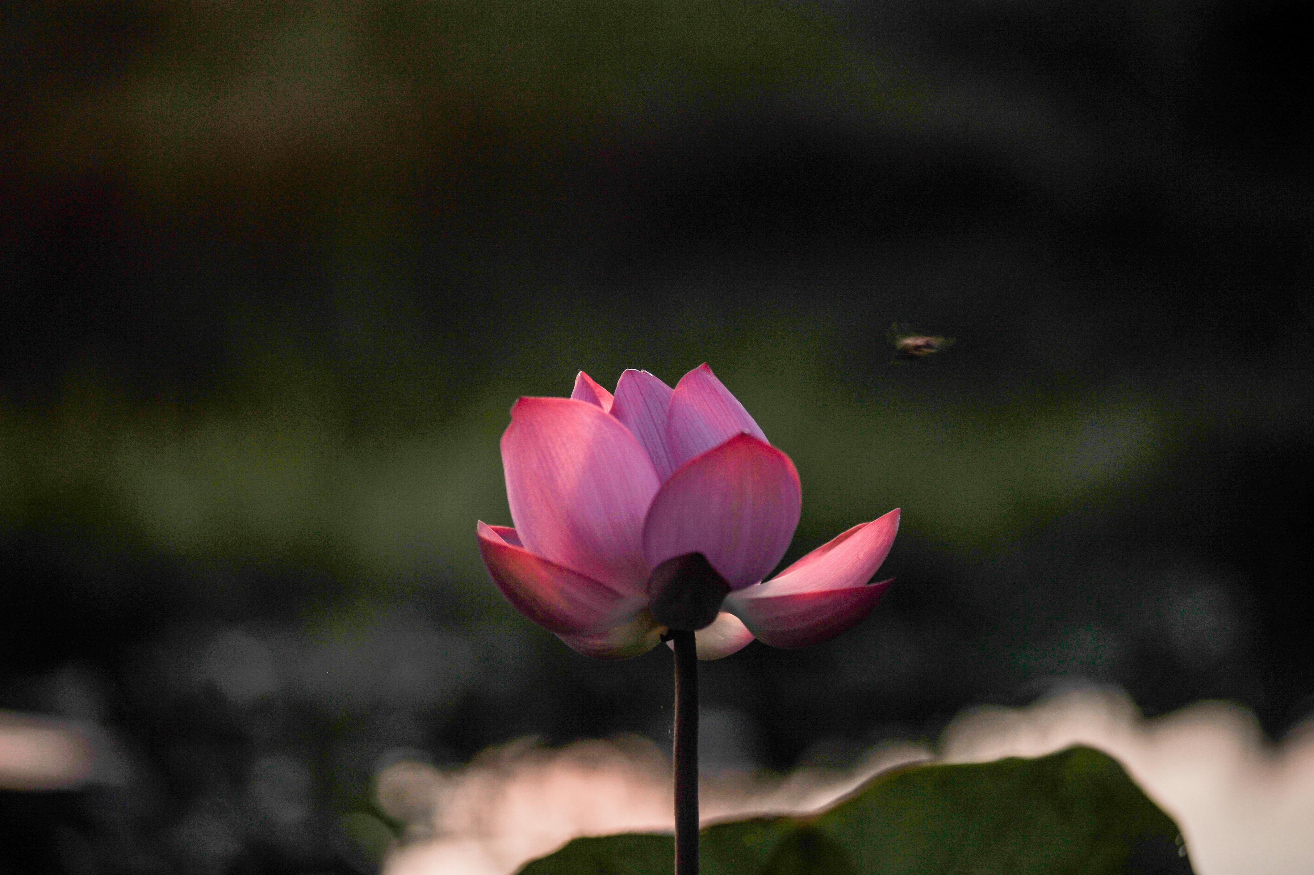 Lotus Backgrounds Photos, Download The BEST Free Lotus Backgrounds ...