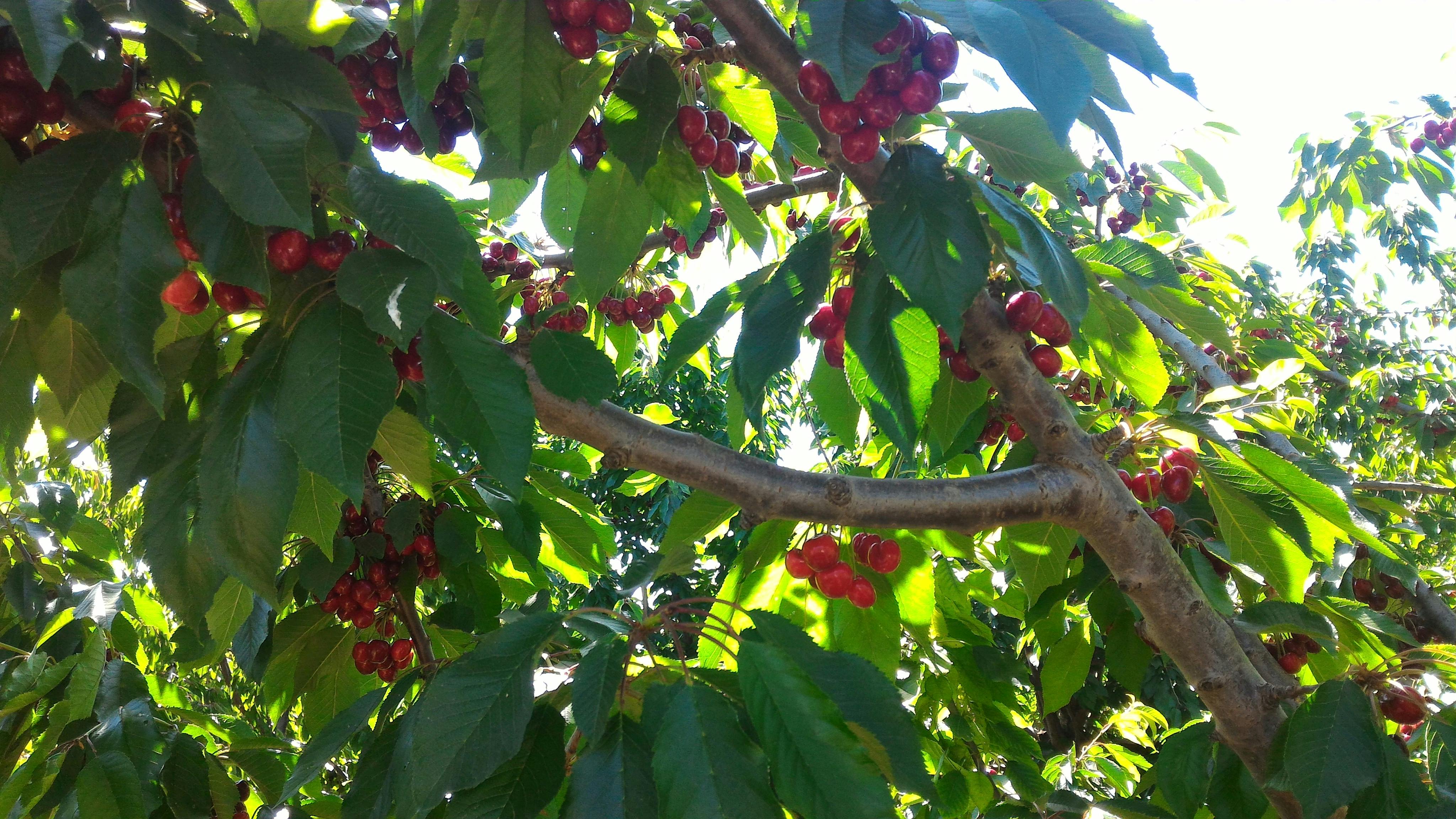 Free stock photo of cherries, cherry