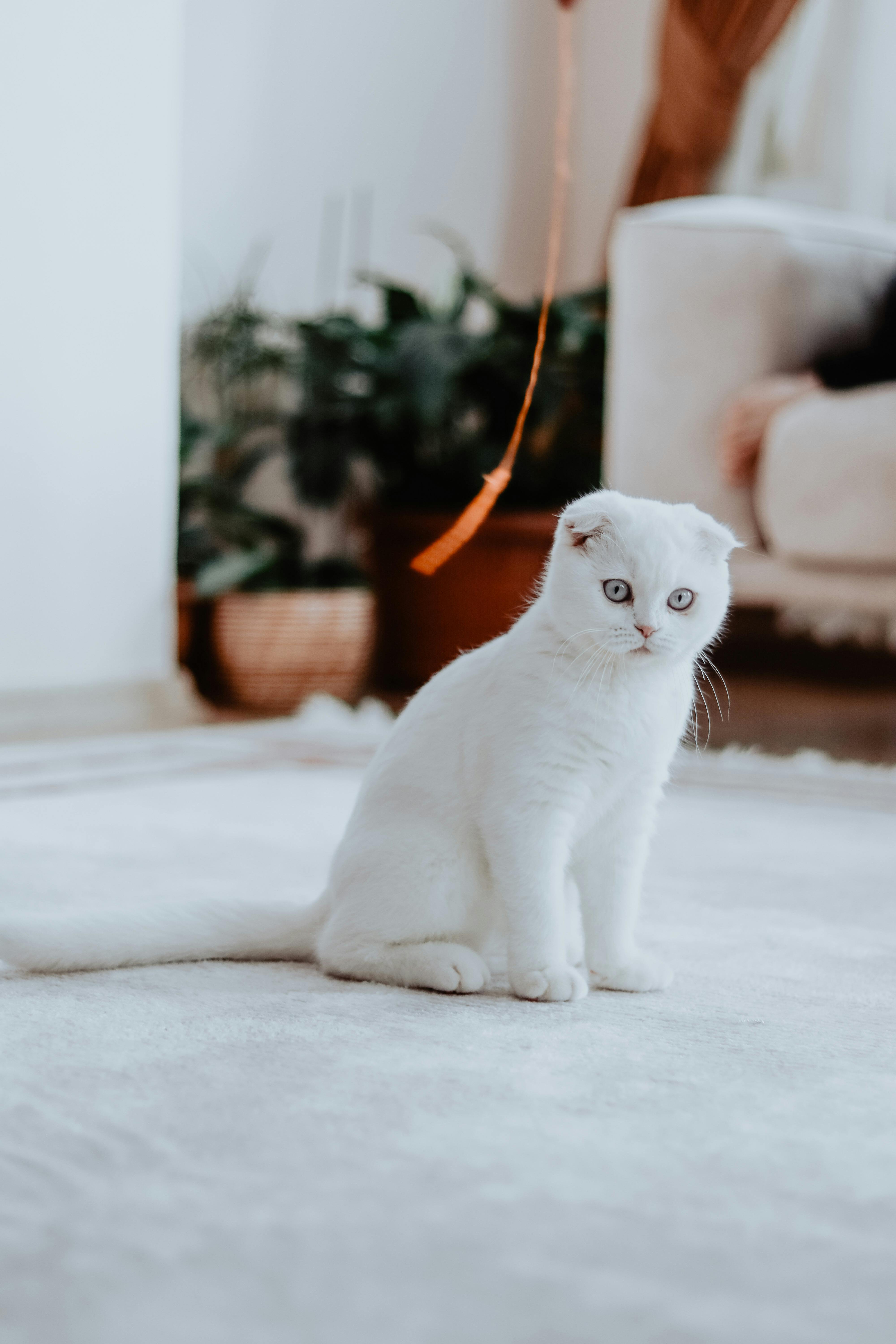 Cat on Carpet · Free Stock Photo