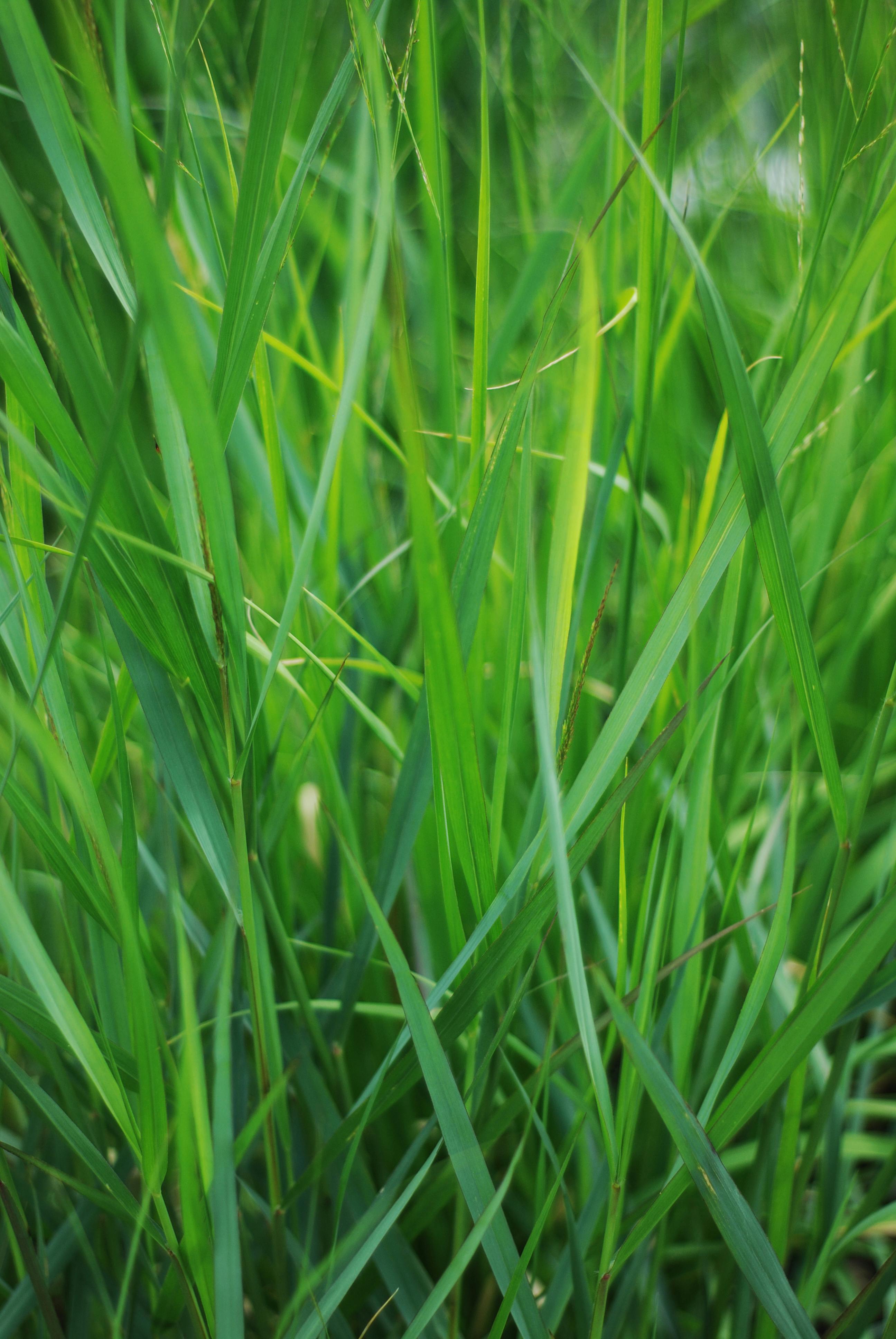 Green Grass in Close-up Shot · Free Stock Photo