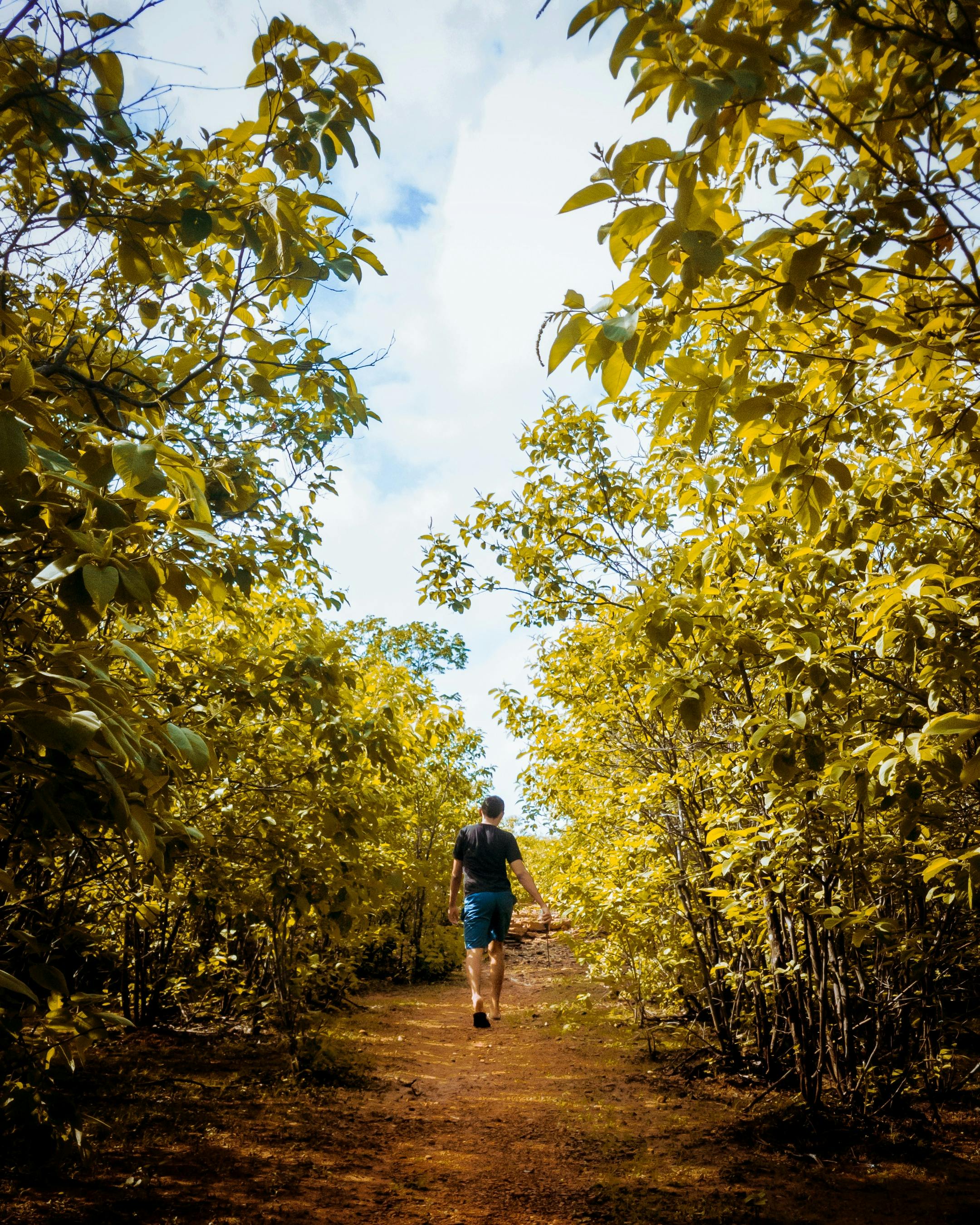 Rocky Pathway Surrounded by Trees · Free Stock Photo