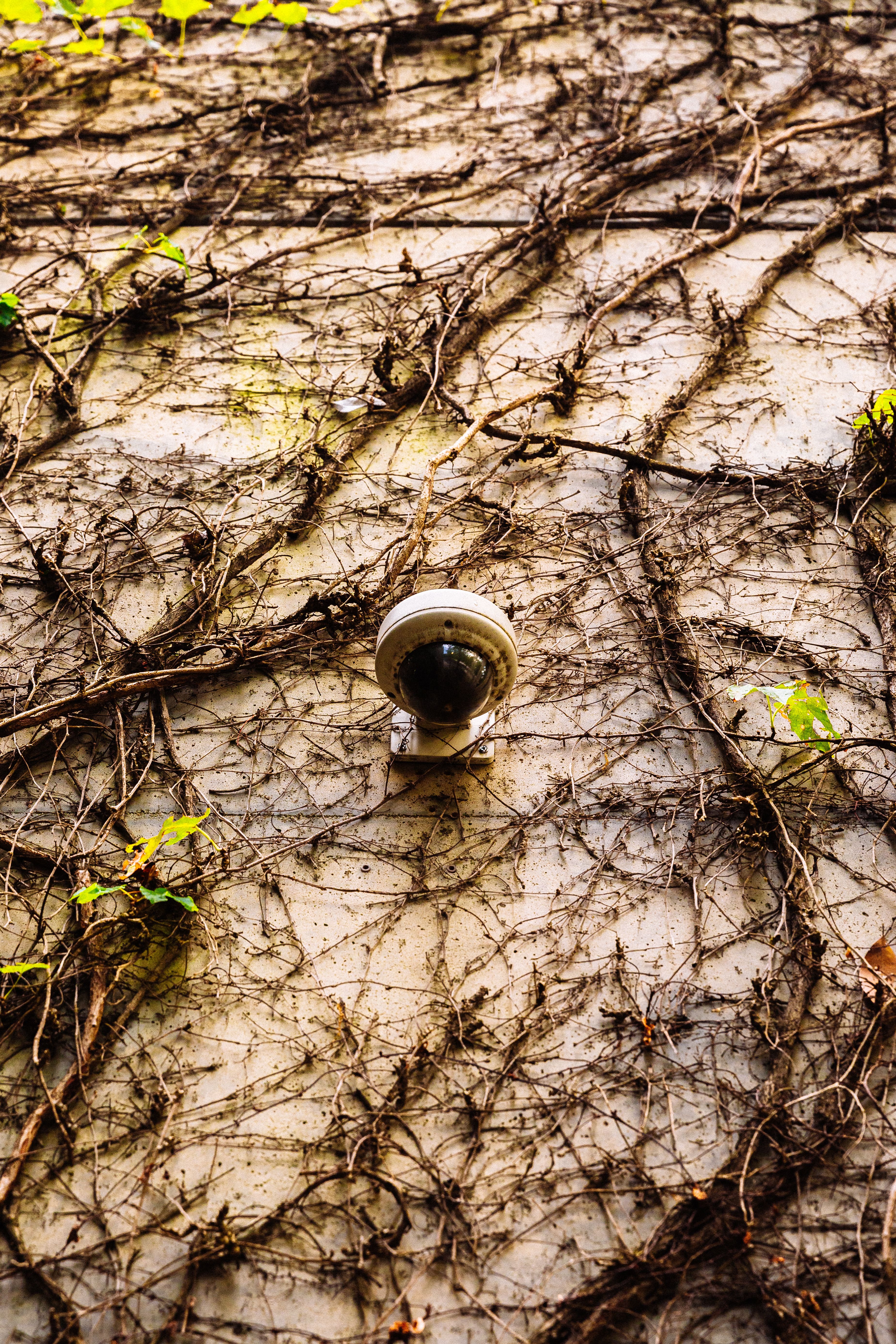 Vine Camera Wallpaper 4k - Infoupdate.org