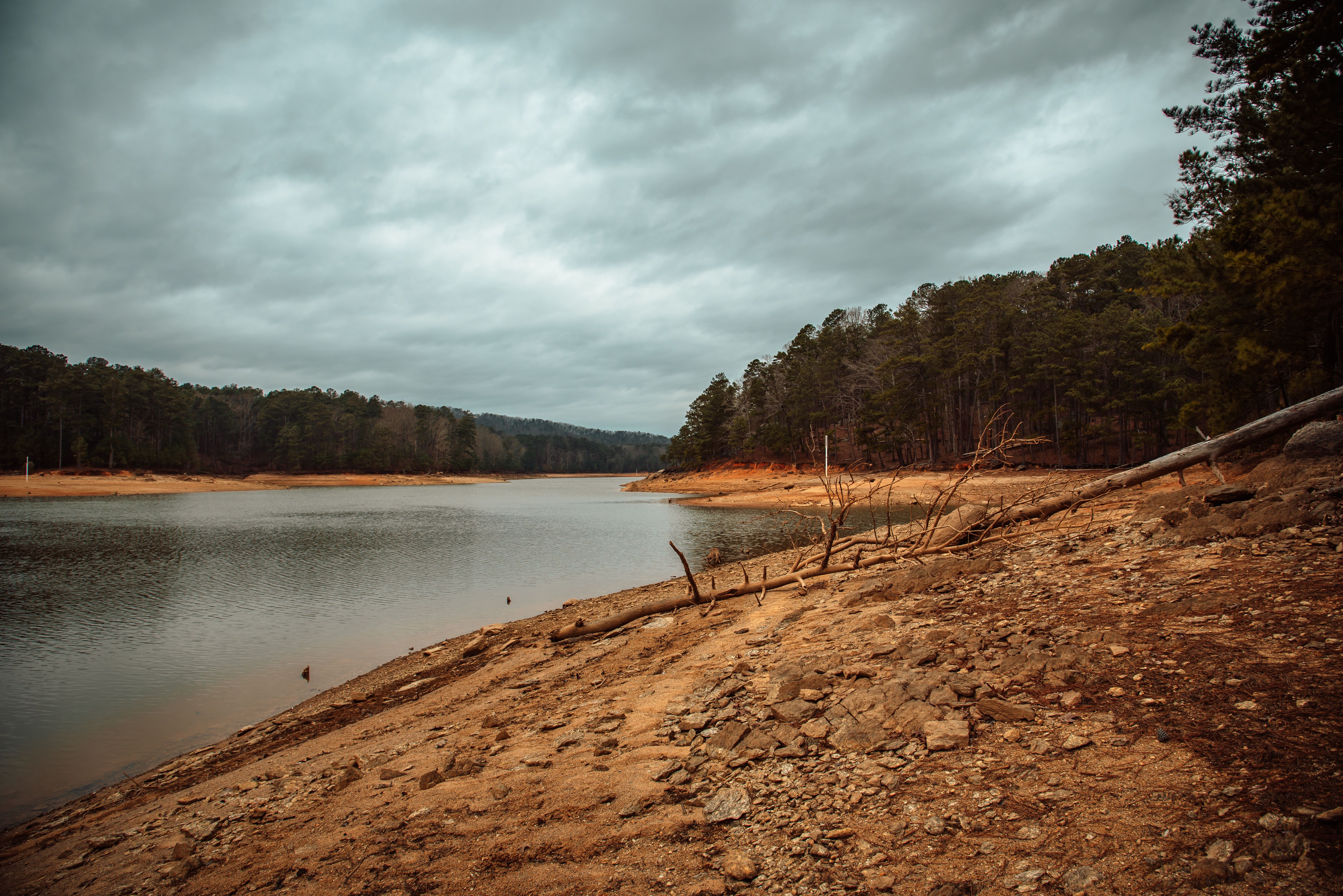 Tree Log on the Riverbank · Free Stock Photo