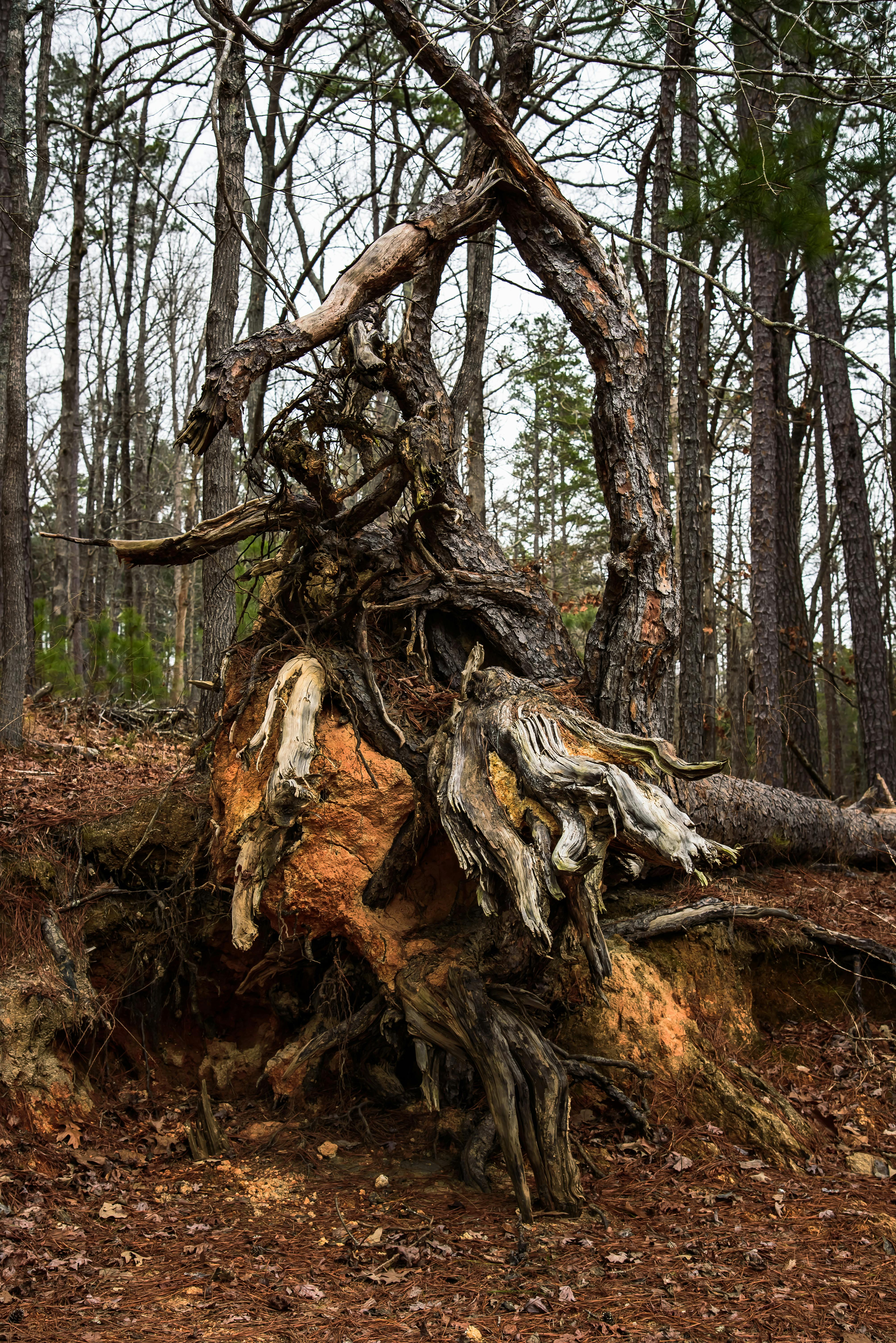 Overturned Tree Photos, Download The BEST Free Overturned Tree Stock ...