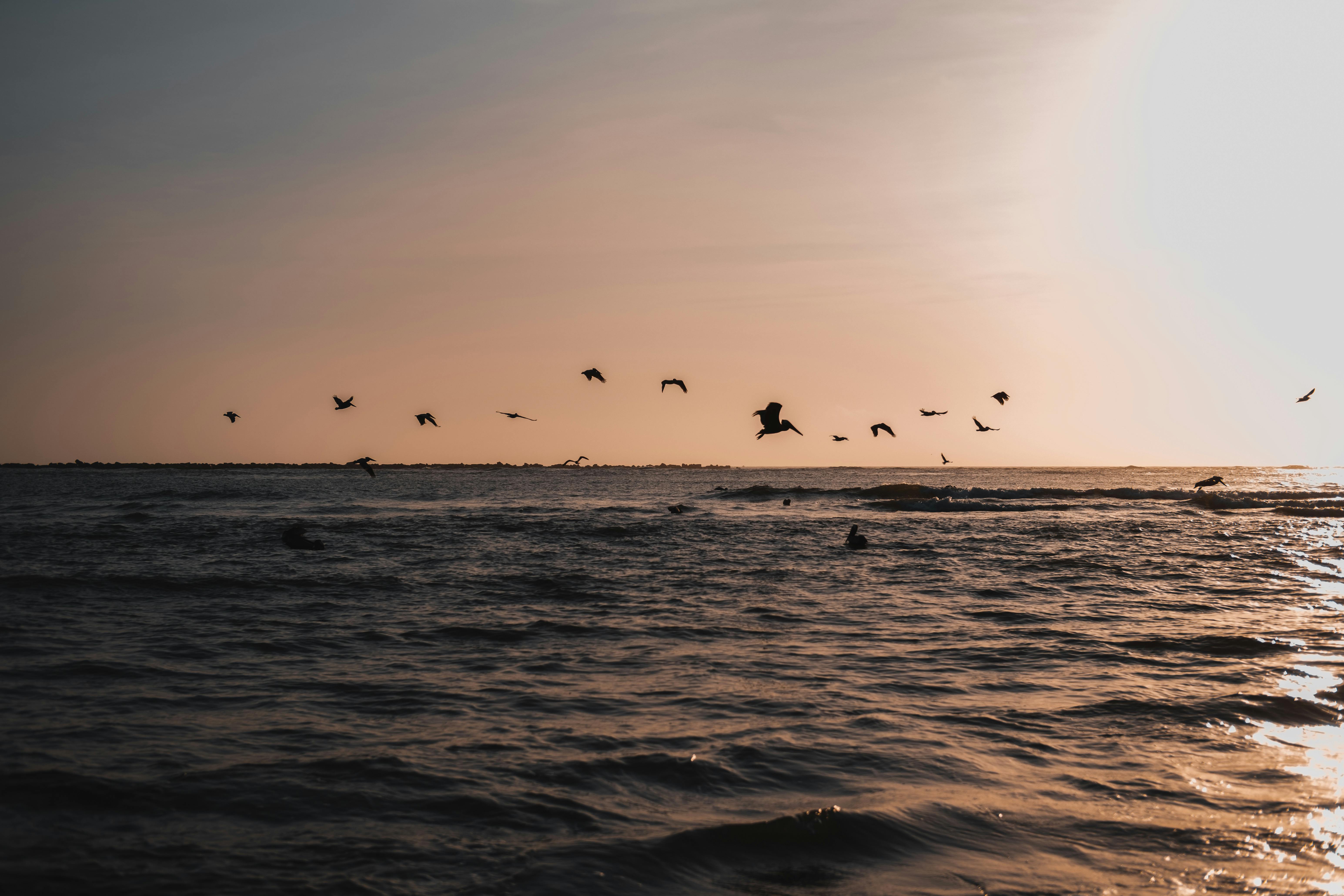 Birds Flying over the Sea · Free Stock Photo