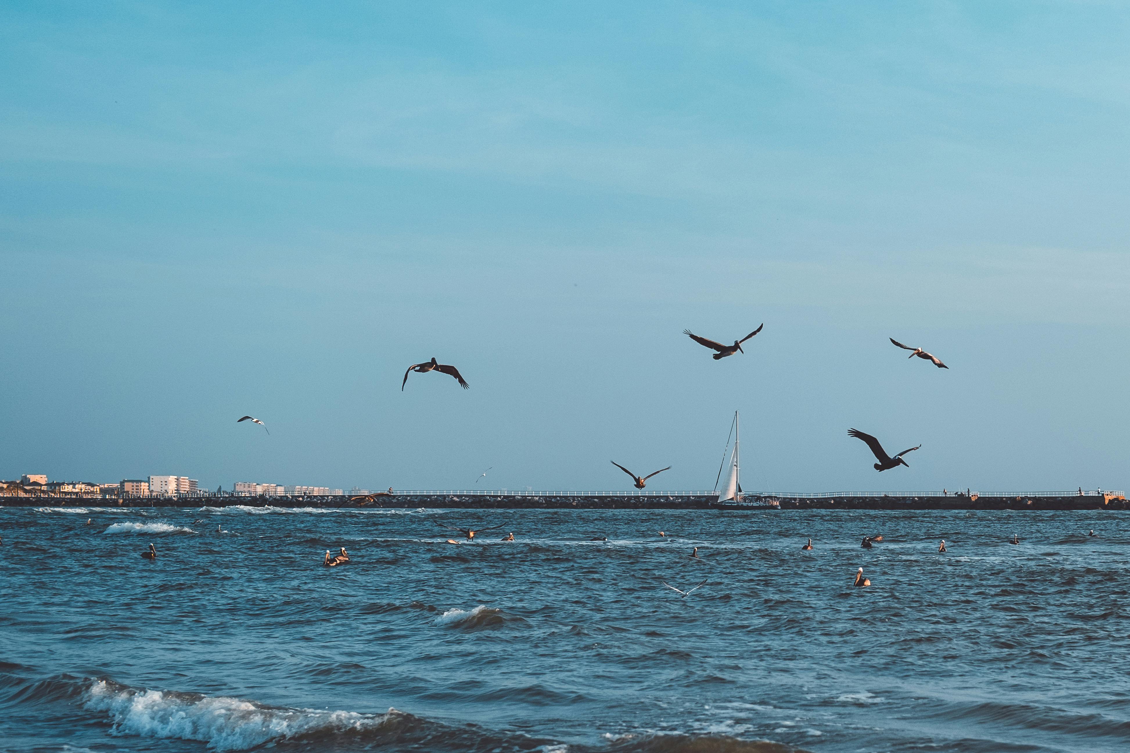 Birds Flying over the Sea · Free Stock Photo