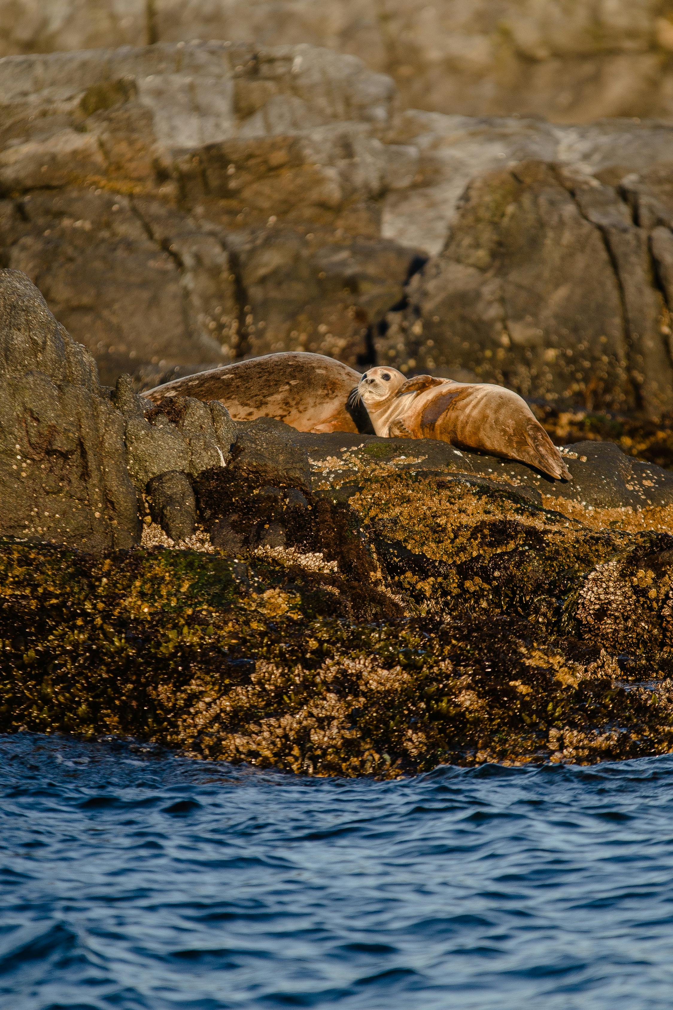 Seals on Rock · Free Stock Photo