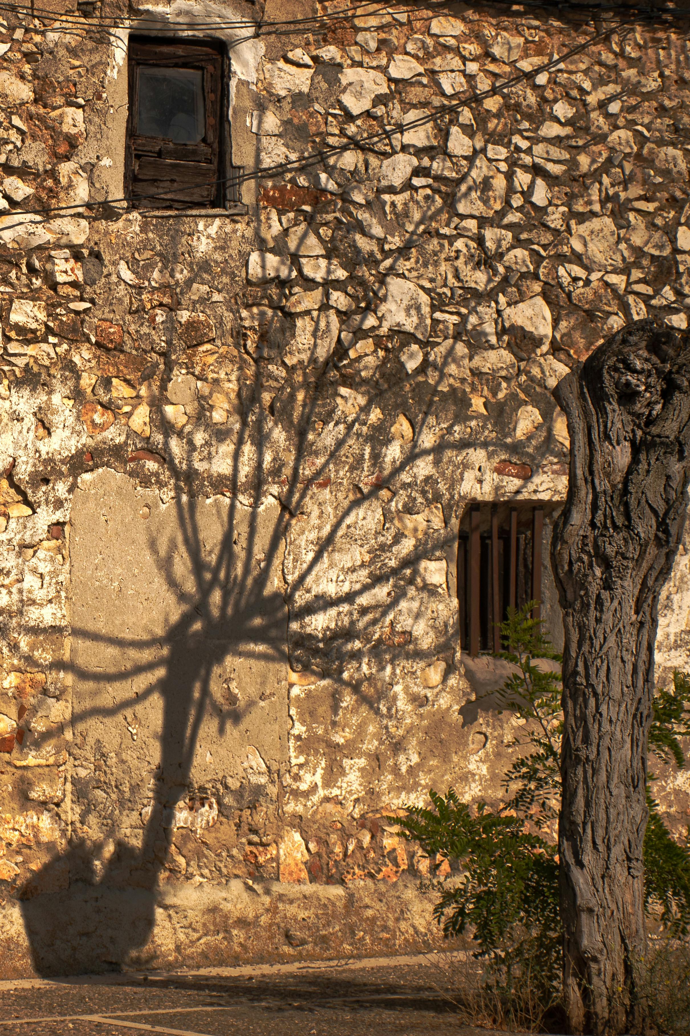 Shadow of Leafless Tree on Brown Concrete Wall · Free Stock Photo