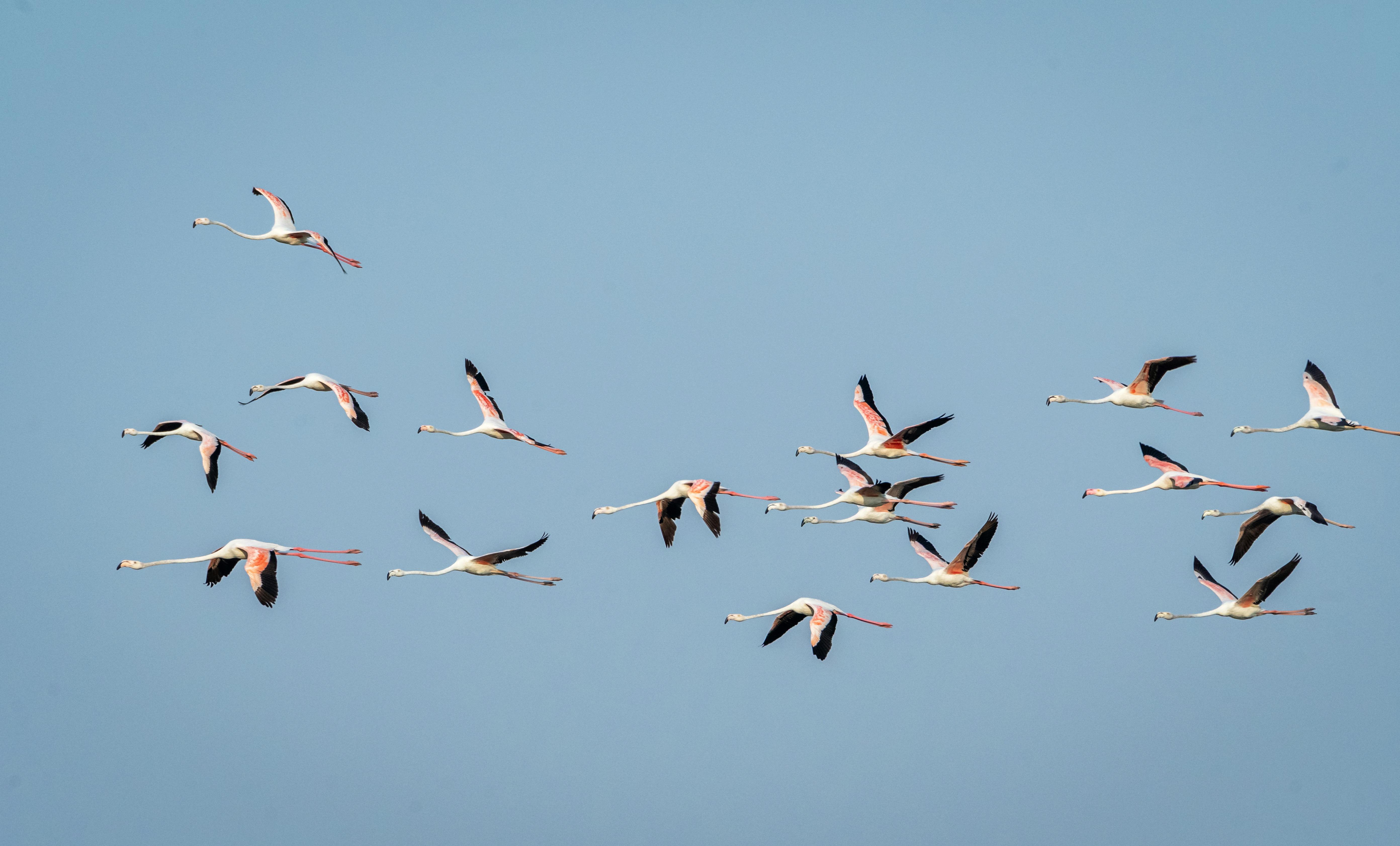 Flock of Flamingos against a Blue Sky · Free Stock Photo