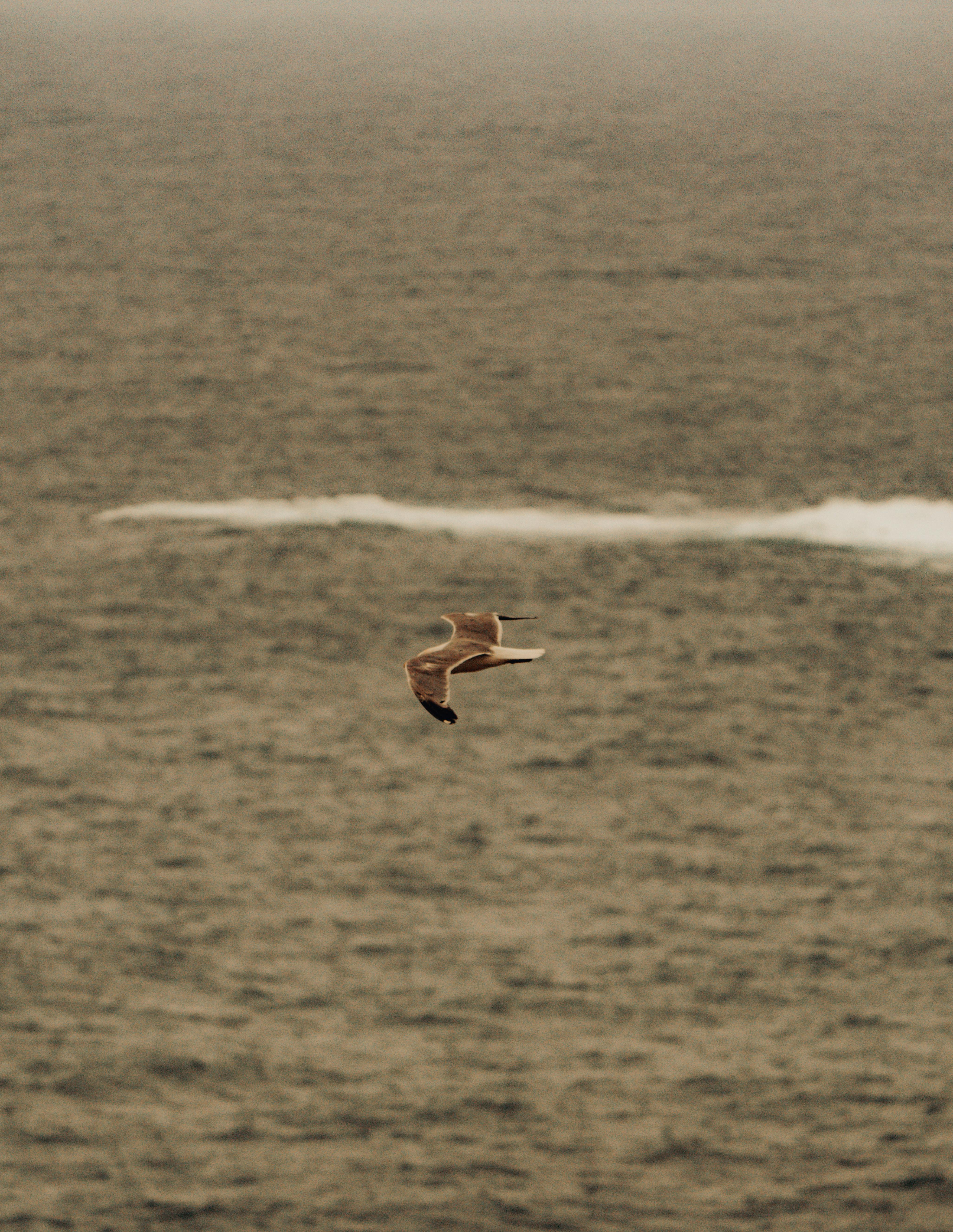 Bird Flying Over Body of Water · Free Stock Photo