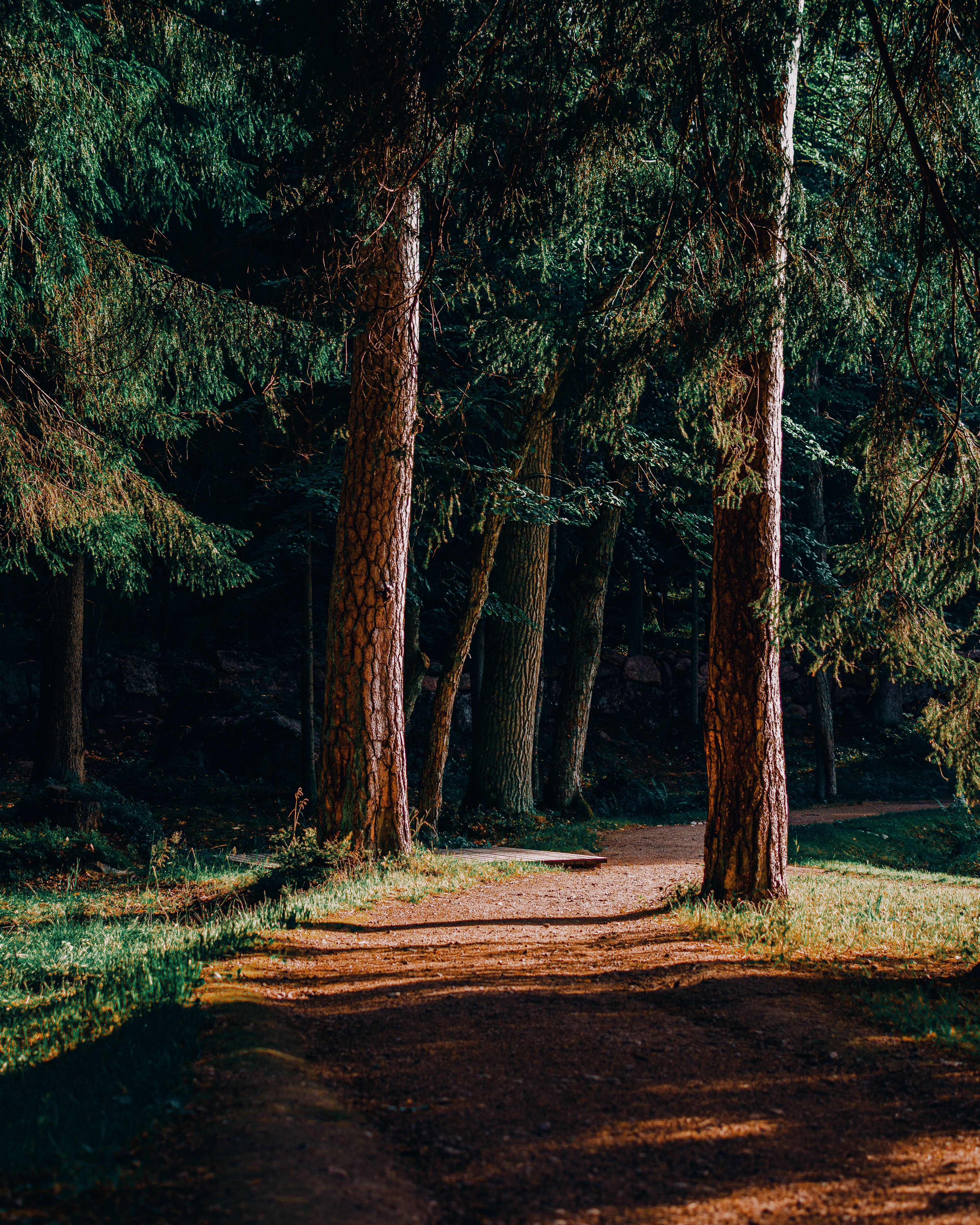 Path In Green Forest Free Stock Photo