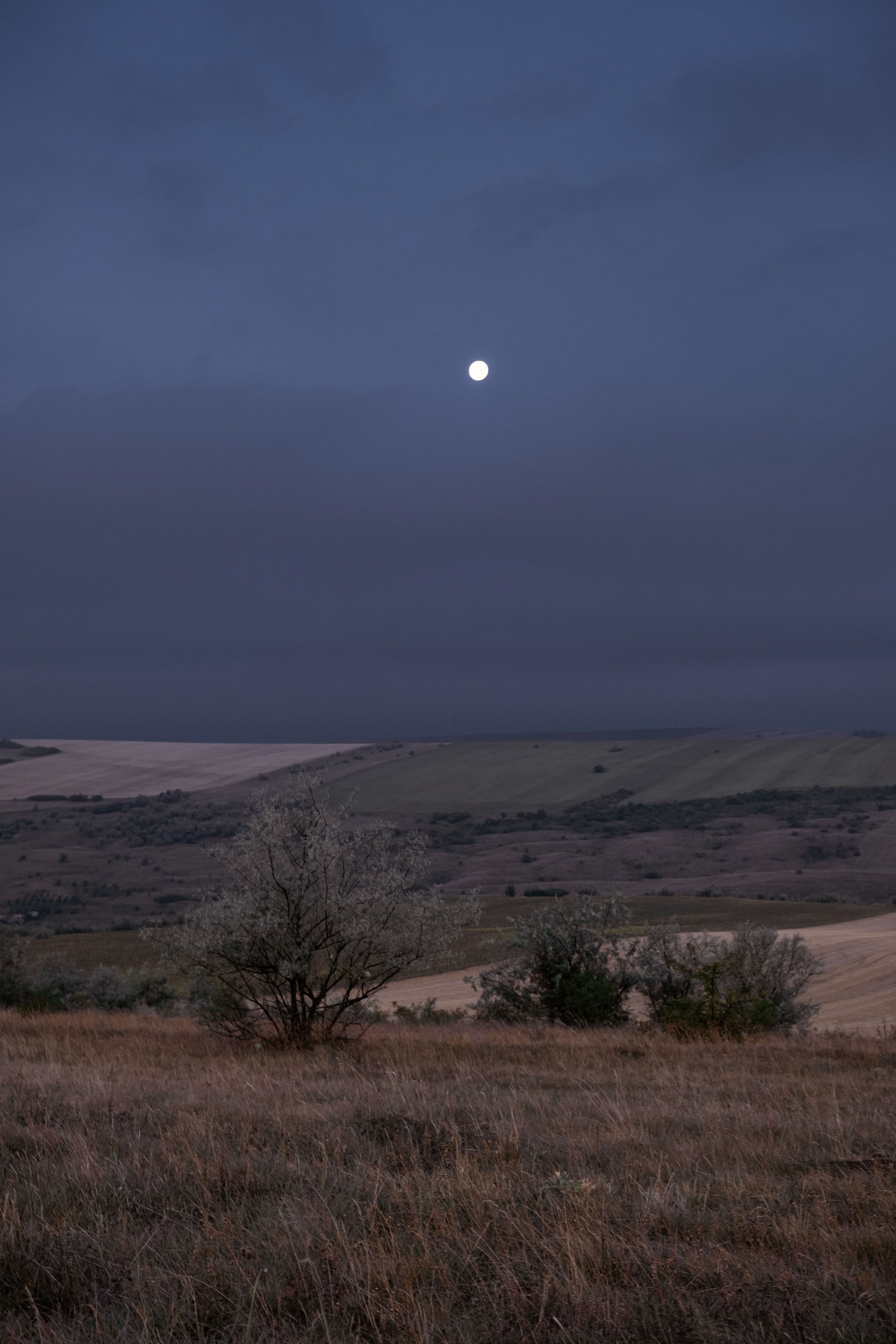 A Field of Grass with Shrubs at Night · Free Stock Photo
