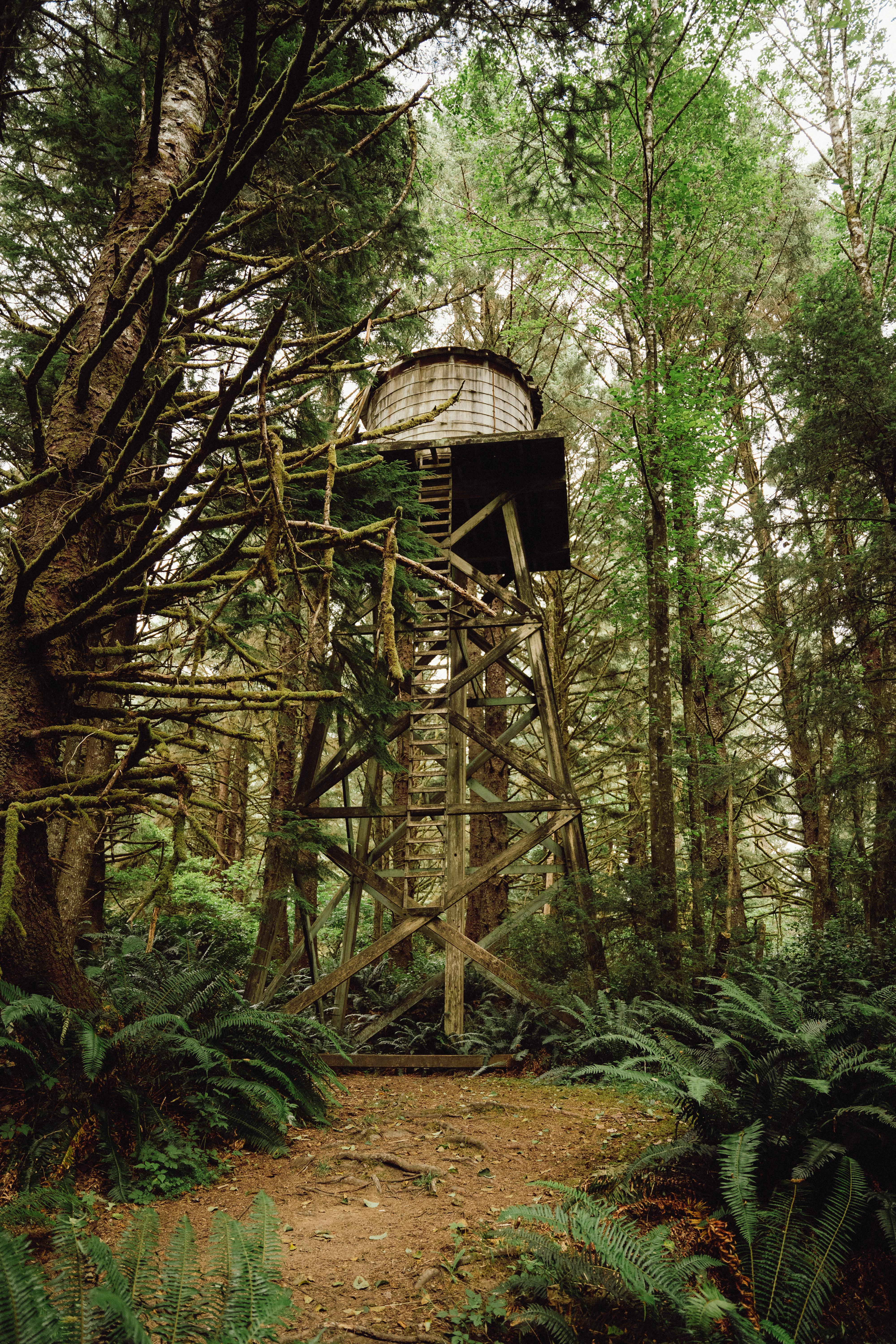 Ladder Above The Tree Photos, Download The BEST Free Ladder Above The ...