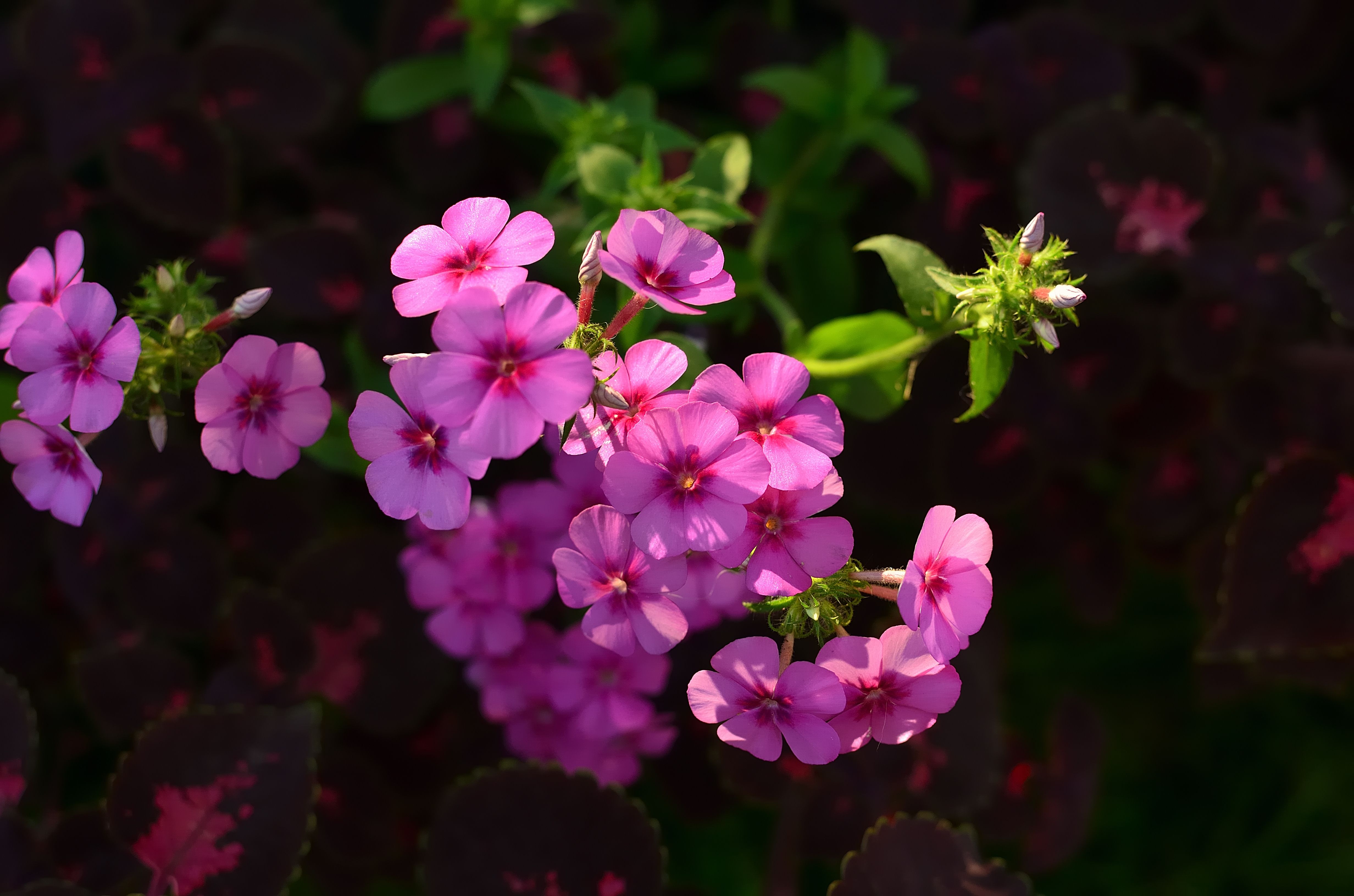 Muraya Paniculata Photos, Download The BEST Free Muraya Paniculata ...