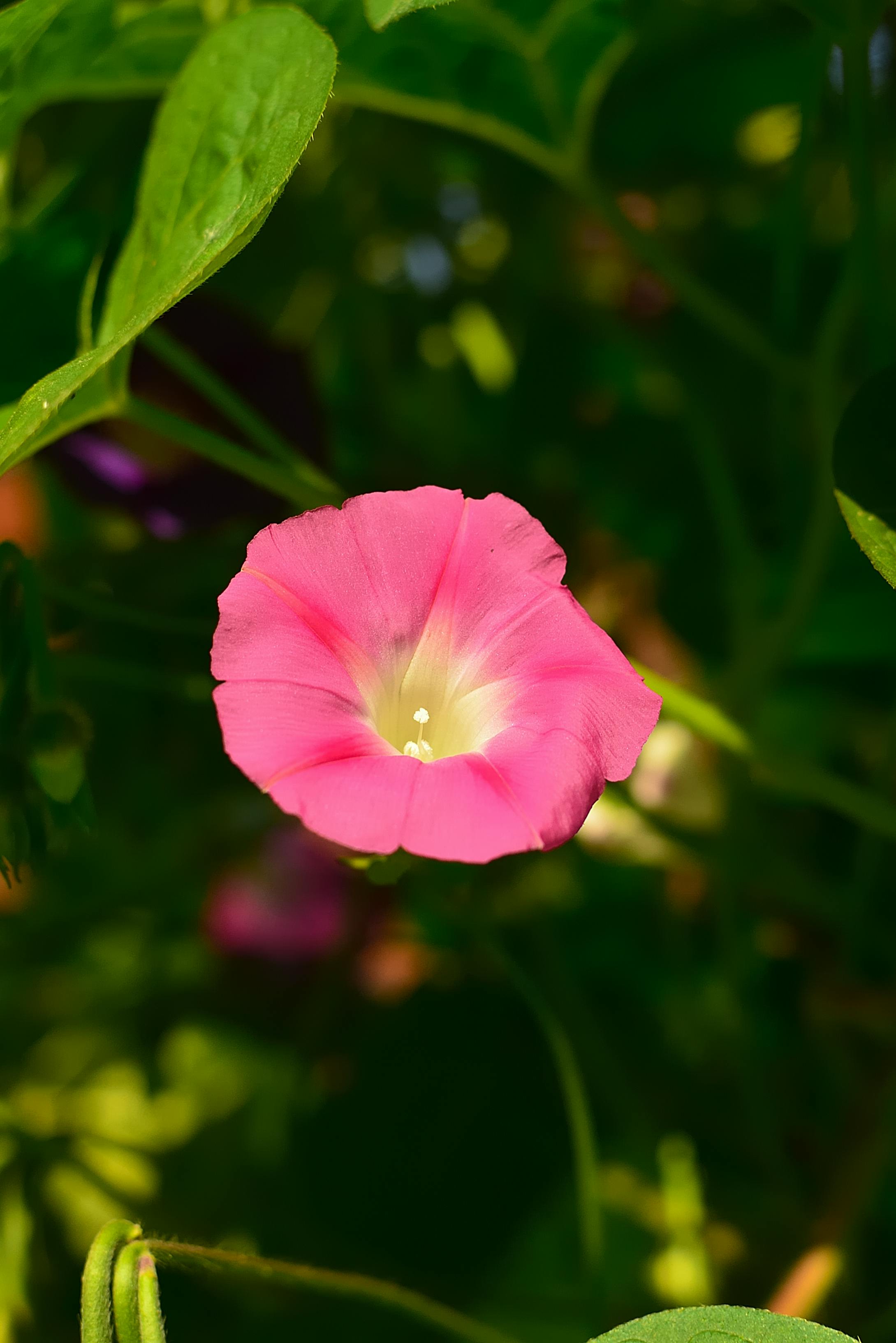Pink Morning Glory Flower in Bloom · Free Stock Photo
