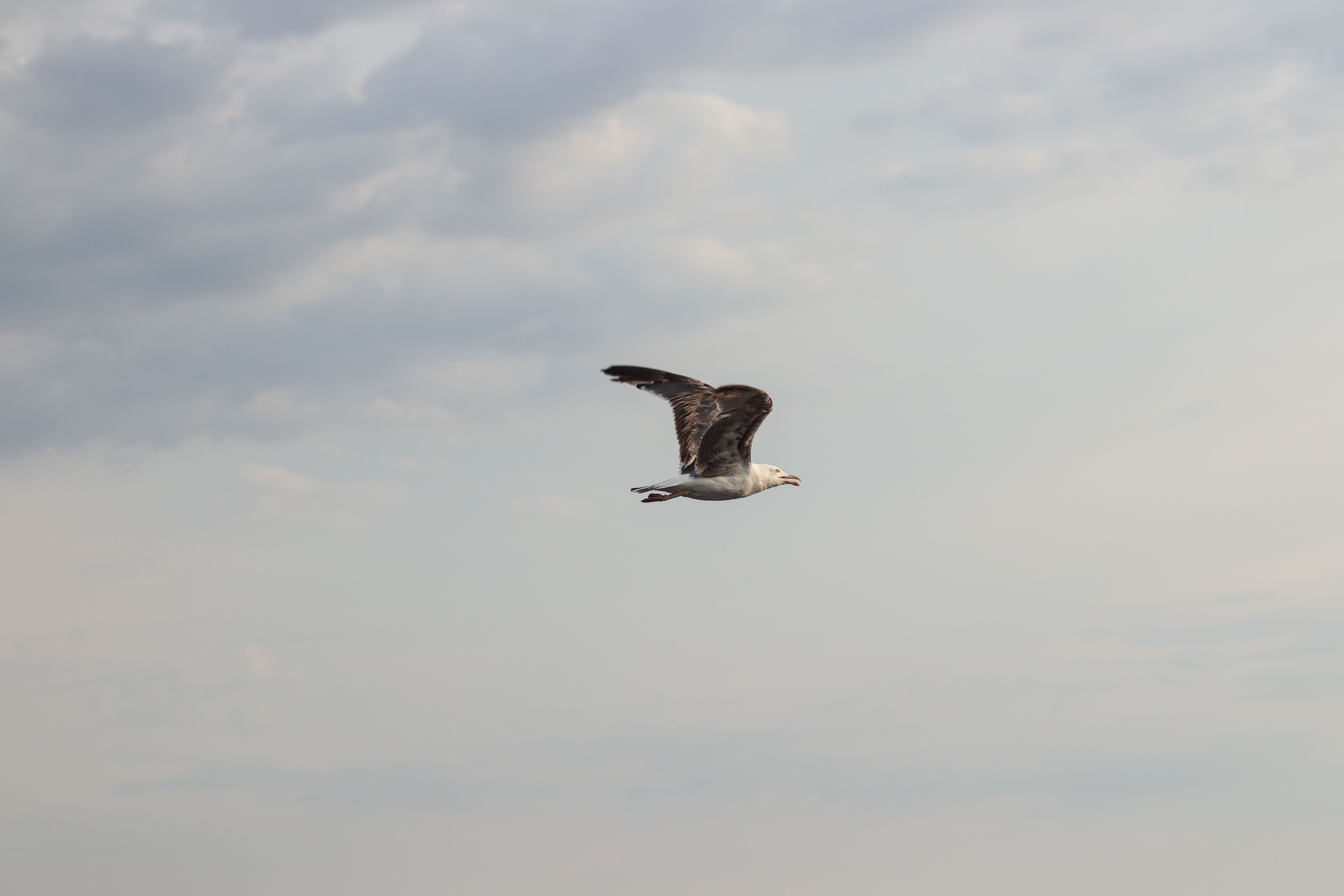 White and Black Bird Flying Under White Sky · Free Stock Photo