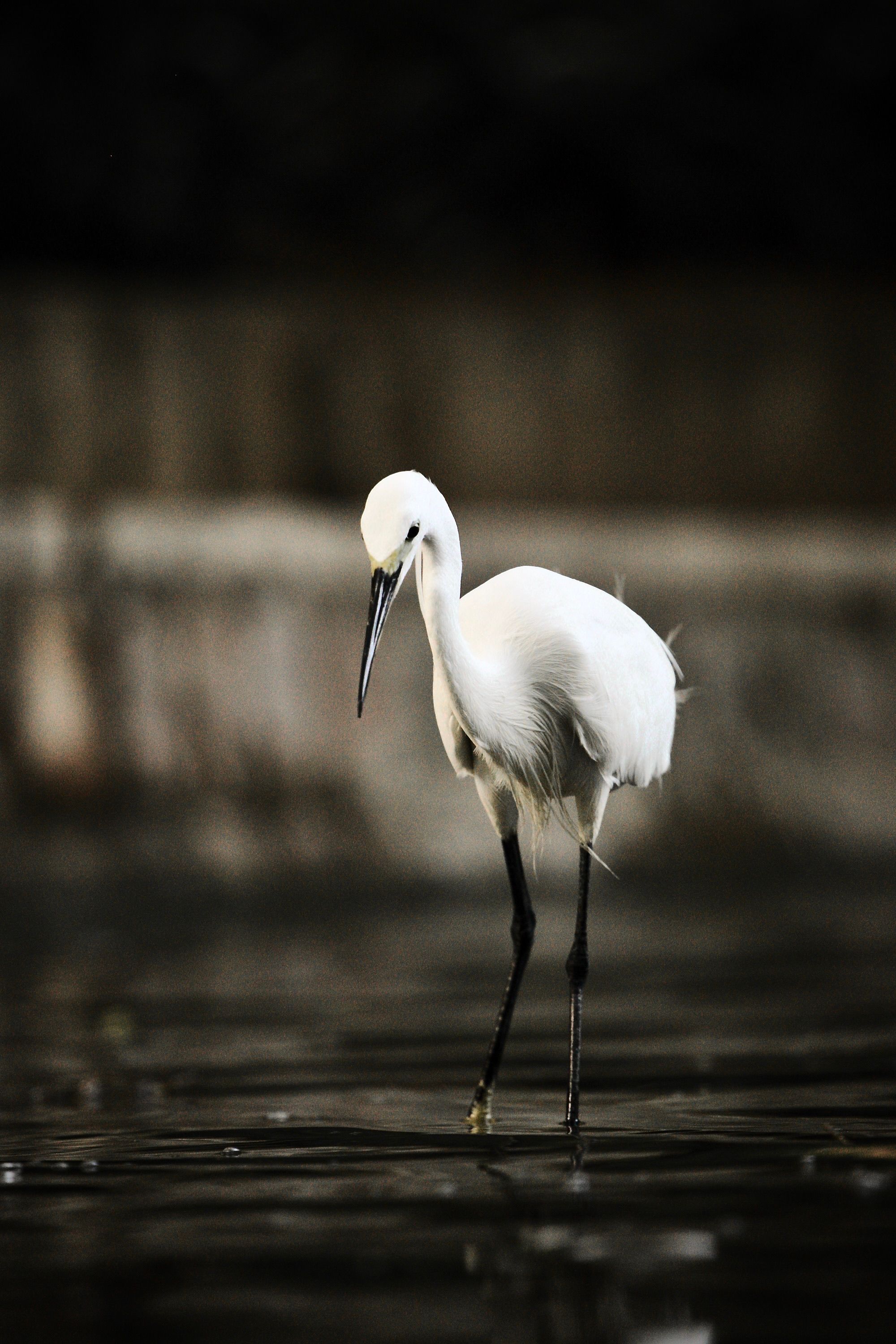 Photo of a White Animal · Free Stock Photo