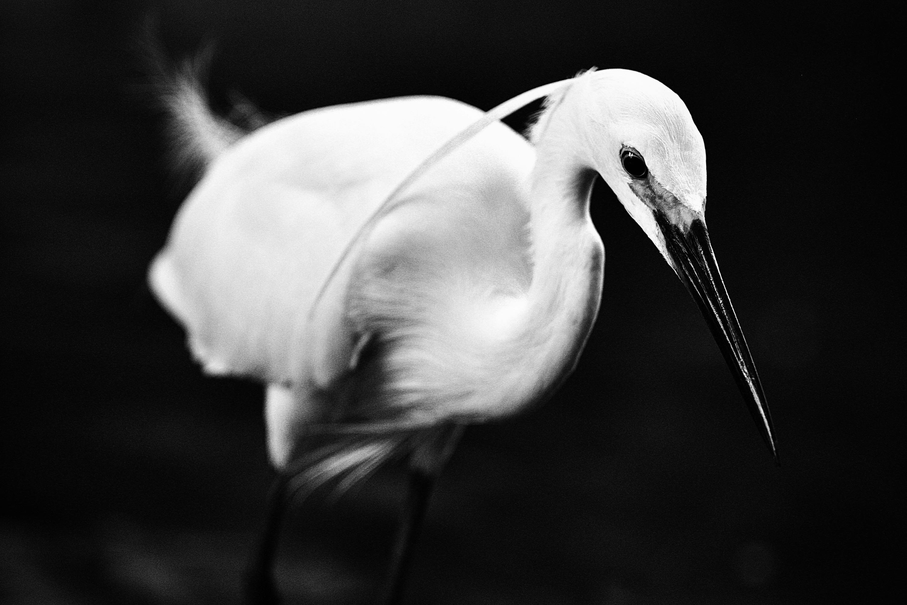 A White Pelican in Black and White · Free Stock Photo