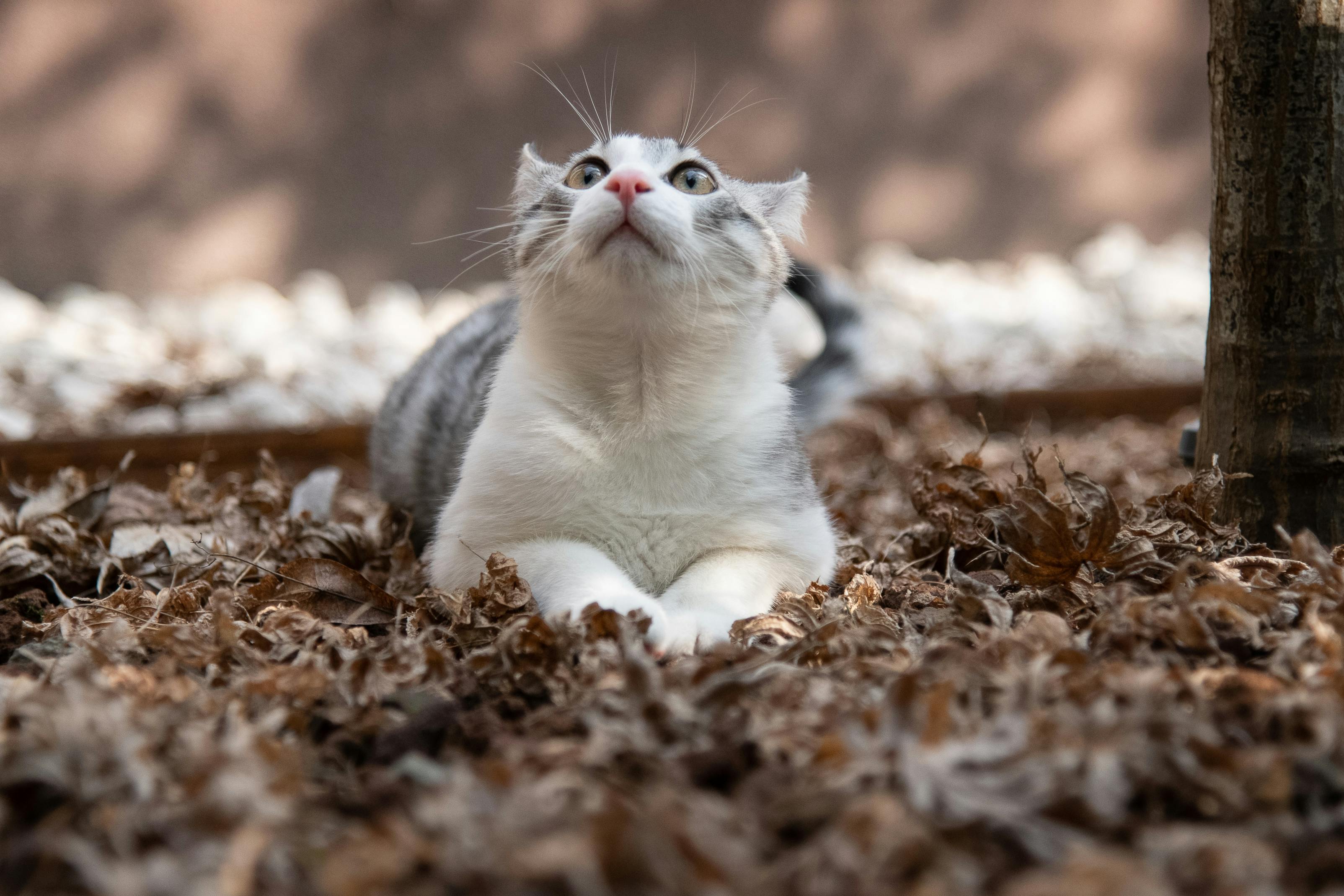Cat in City Street · Free Stock Photo