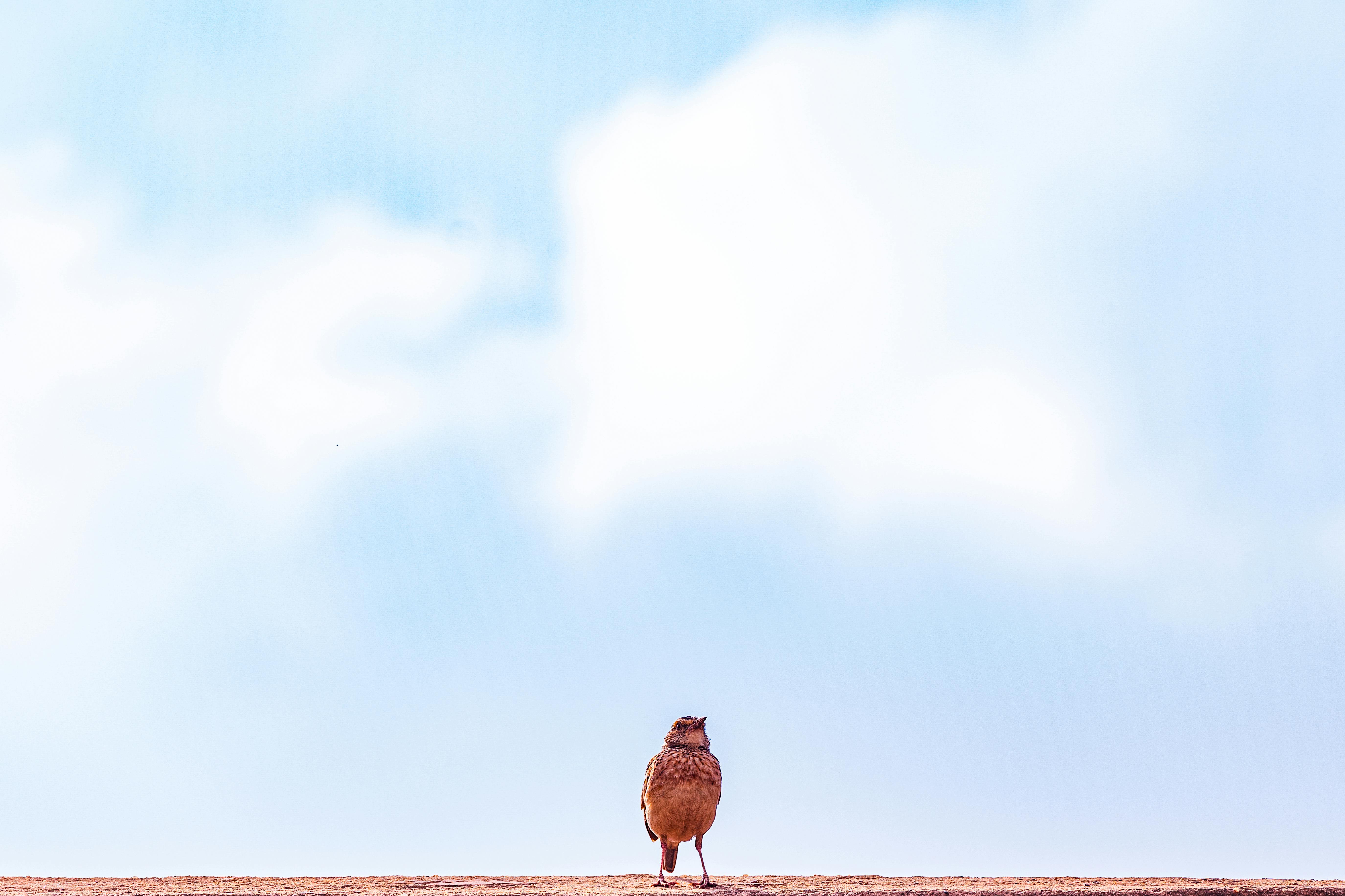 Archytas' Bird Photos, Download Free Archytas' Bird Stock Photos & HD ...