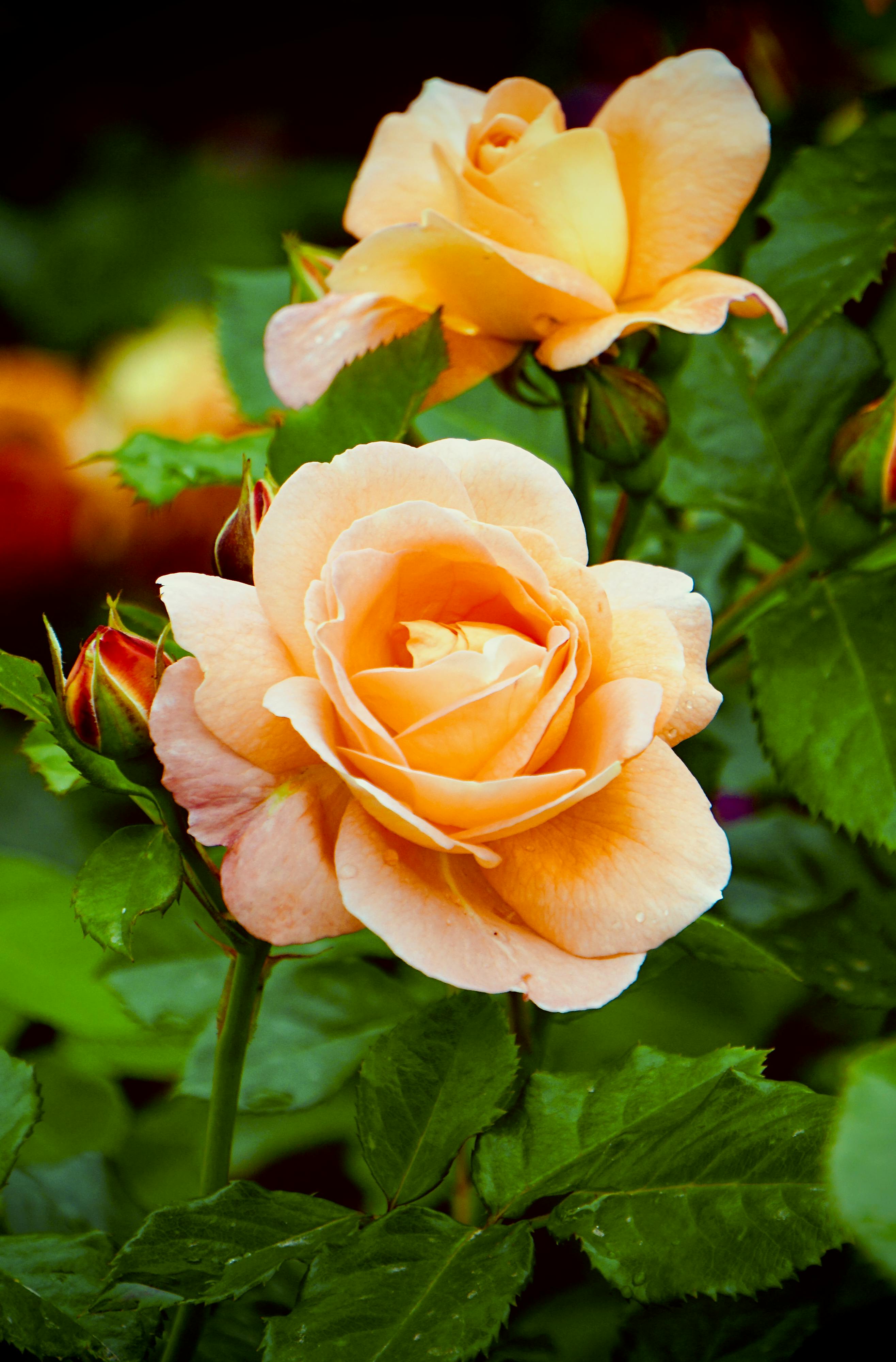 Orange Garden Roses in Full Bloom · Free Stock Photo