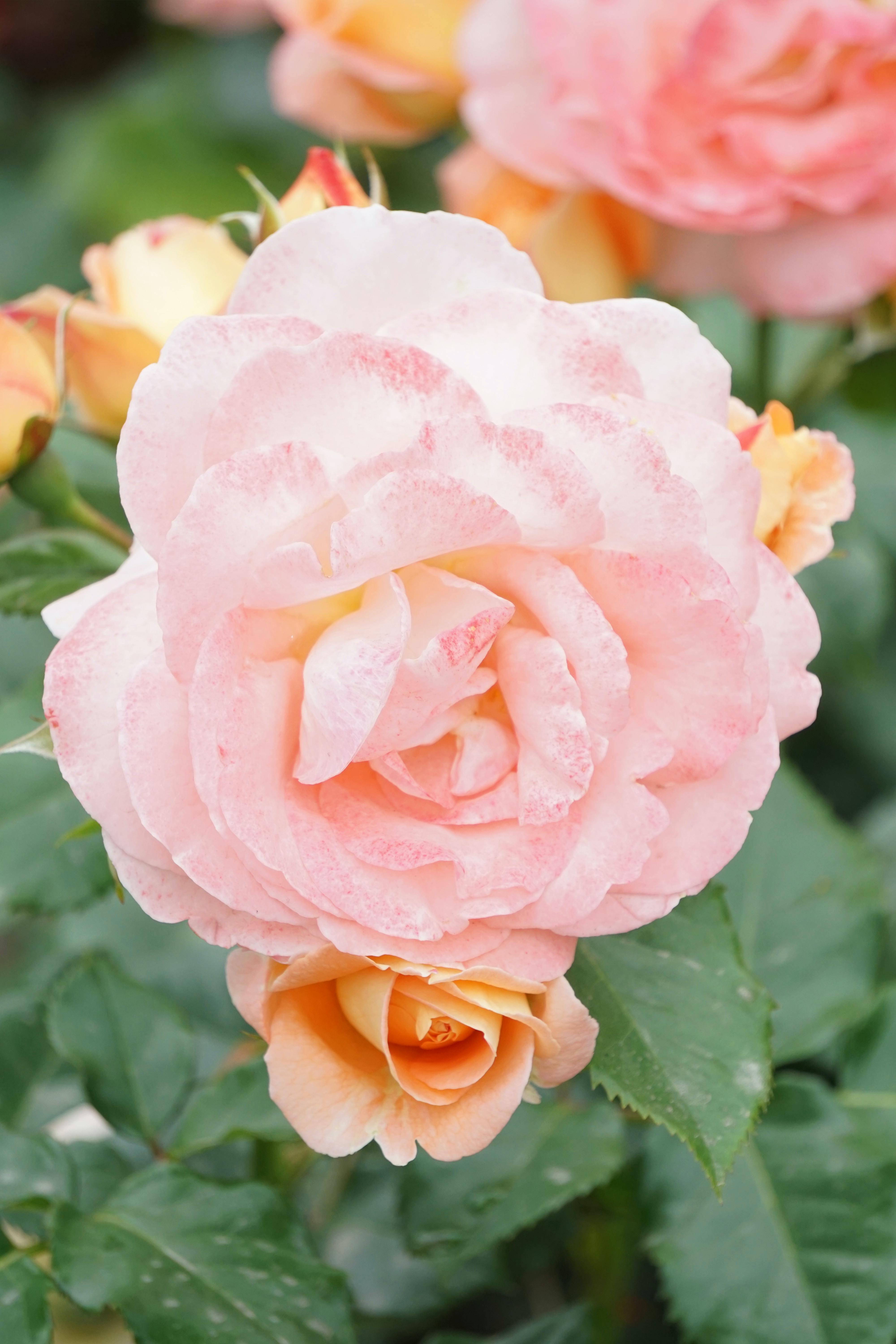 Beautiful Garden Roses in Close-up Photography · Free Stock Photo