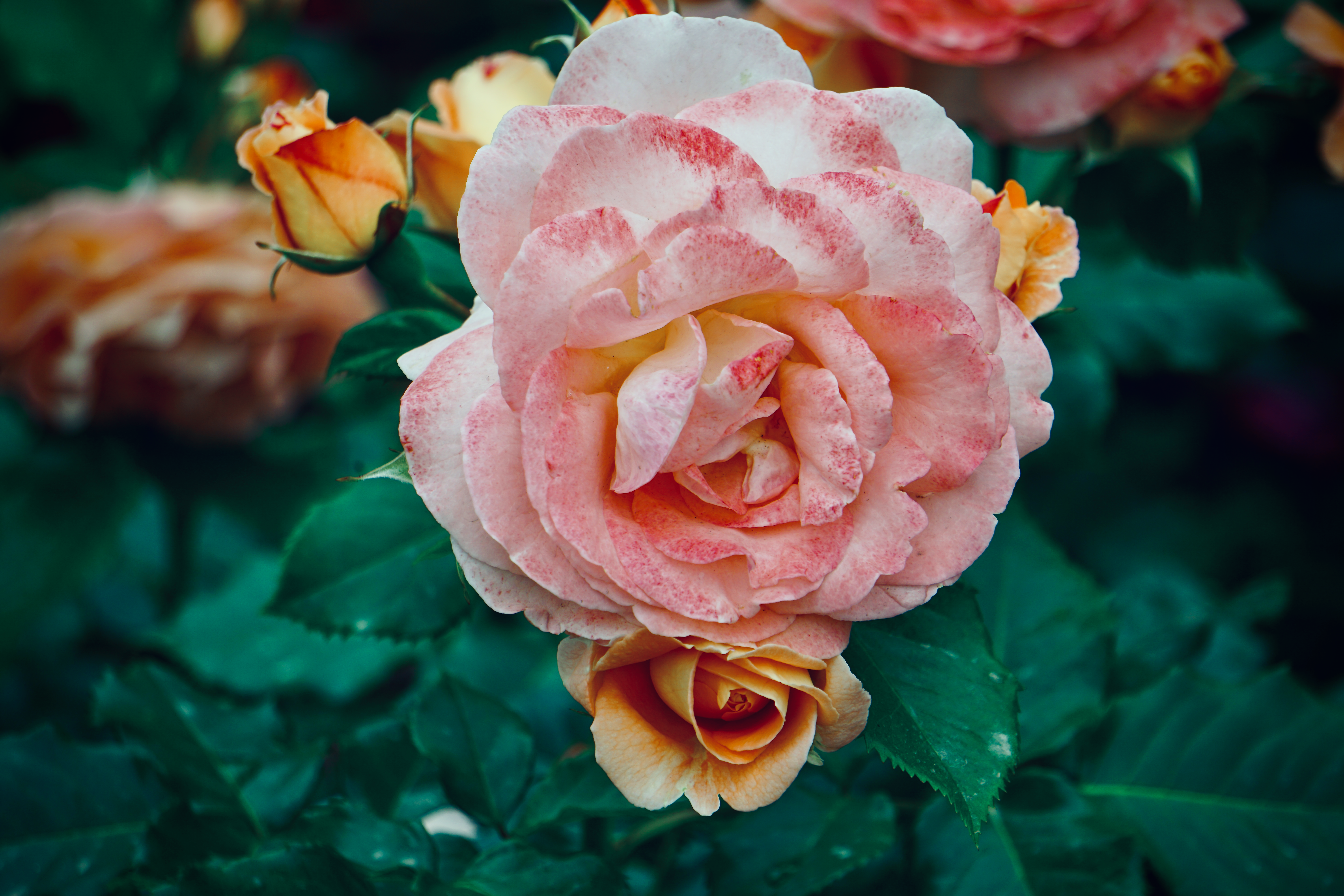 Beautiful Garden Roses in Full Bloom · Free Stock Photo