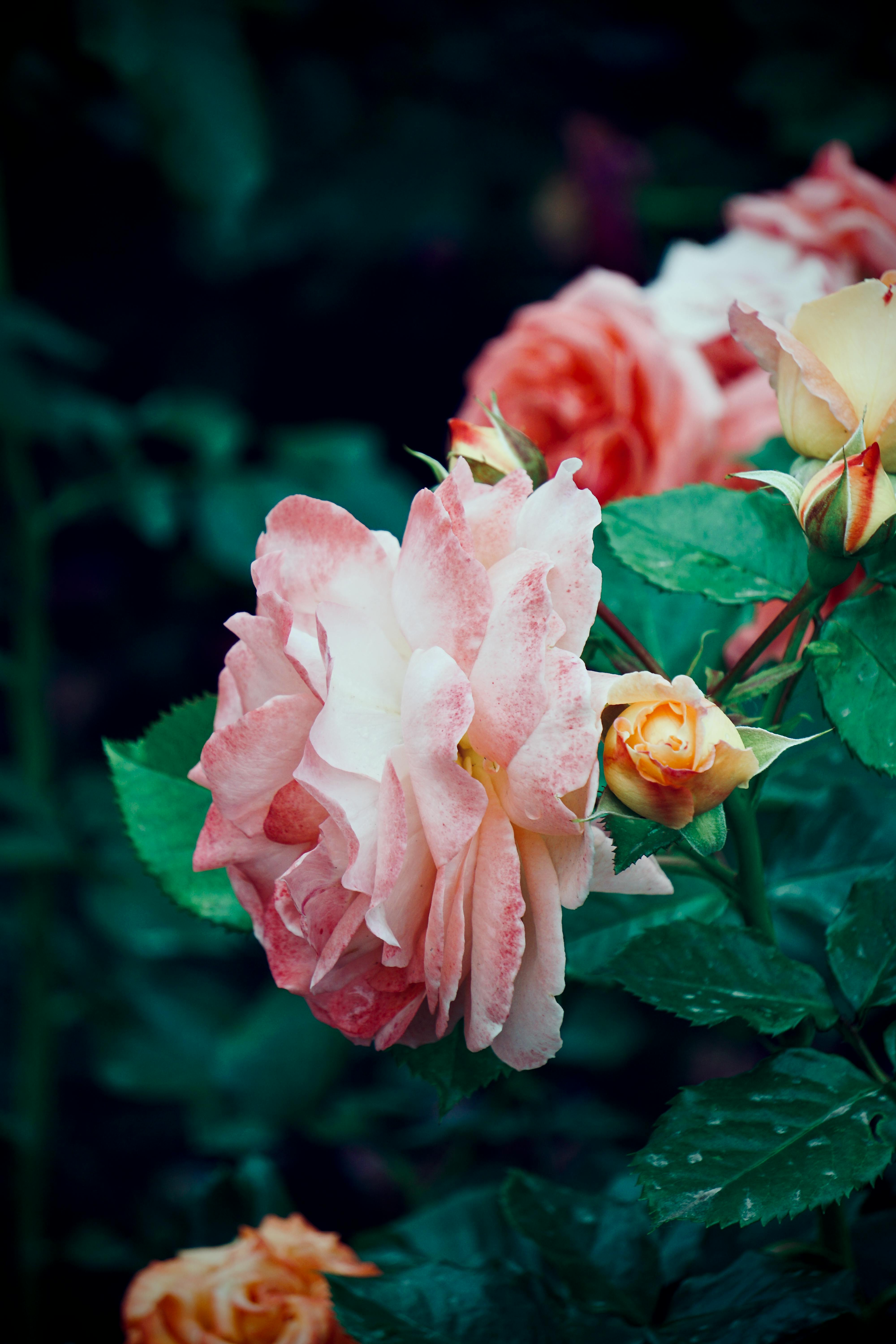 Beautiful Garden Roses with Green Leaves · Free Stock Photo