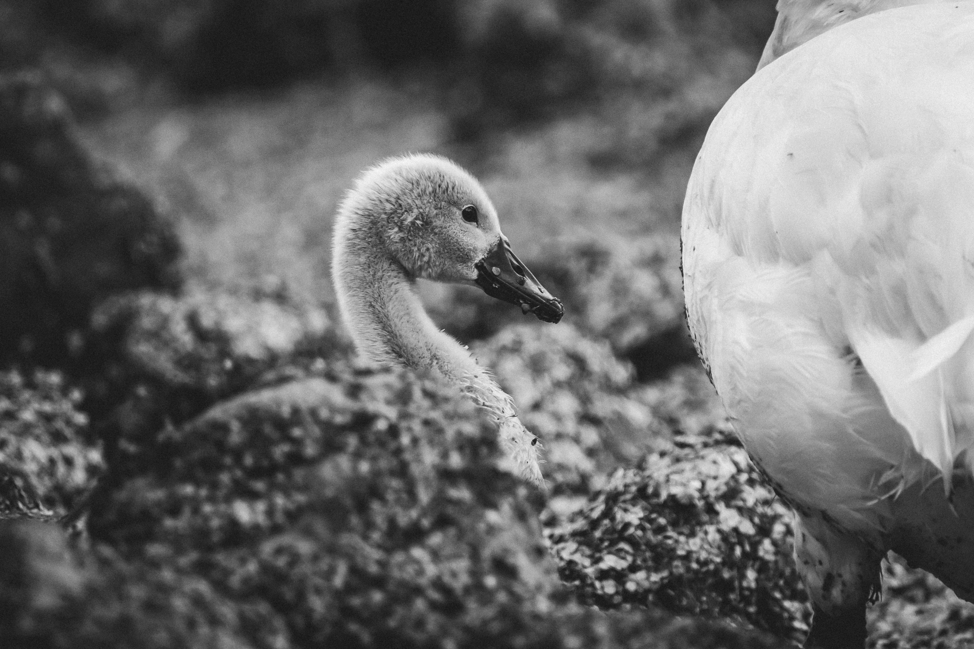 Duckling Photos, Download The BEST Free Duckling Stock Photos & HD Images