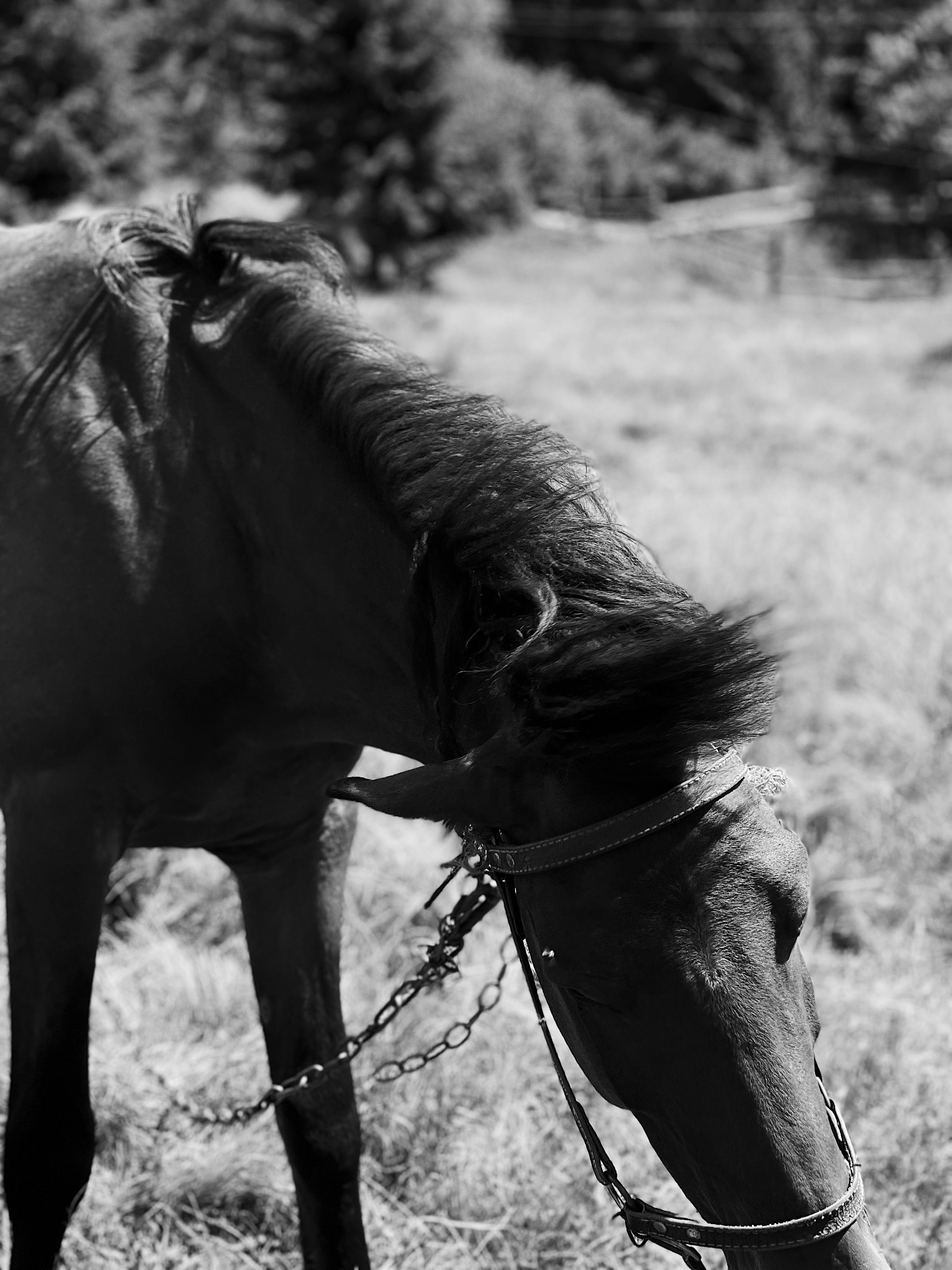 Grayscale Photo of a Horse · Free Stock Photo