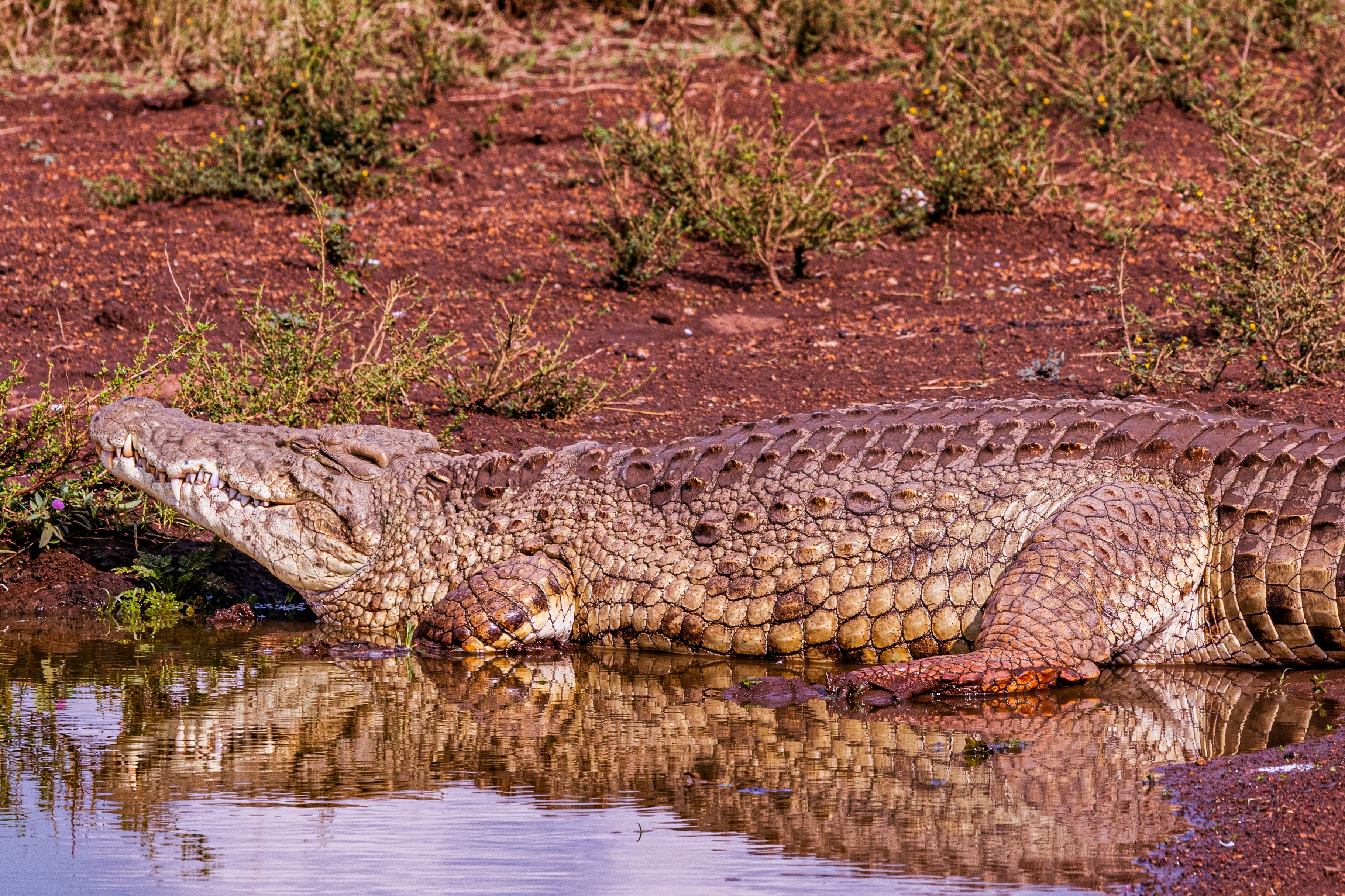 Saltwater Crocodile on the Swamp · Free Stock Photo