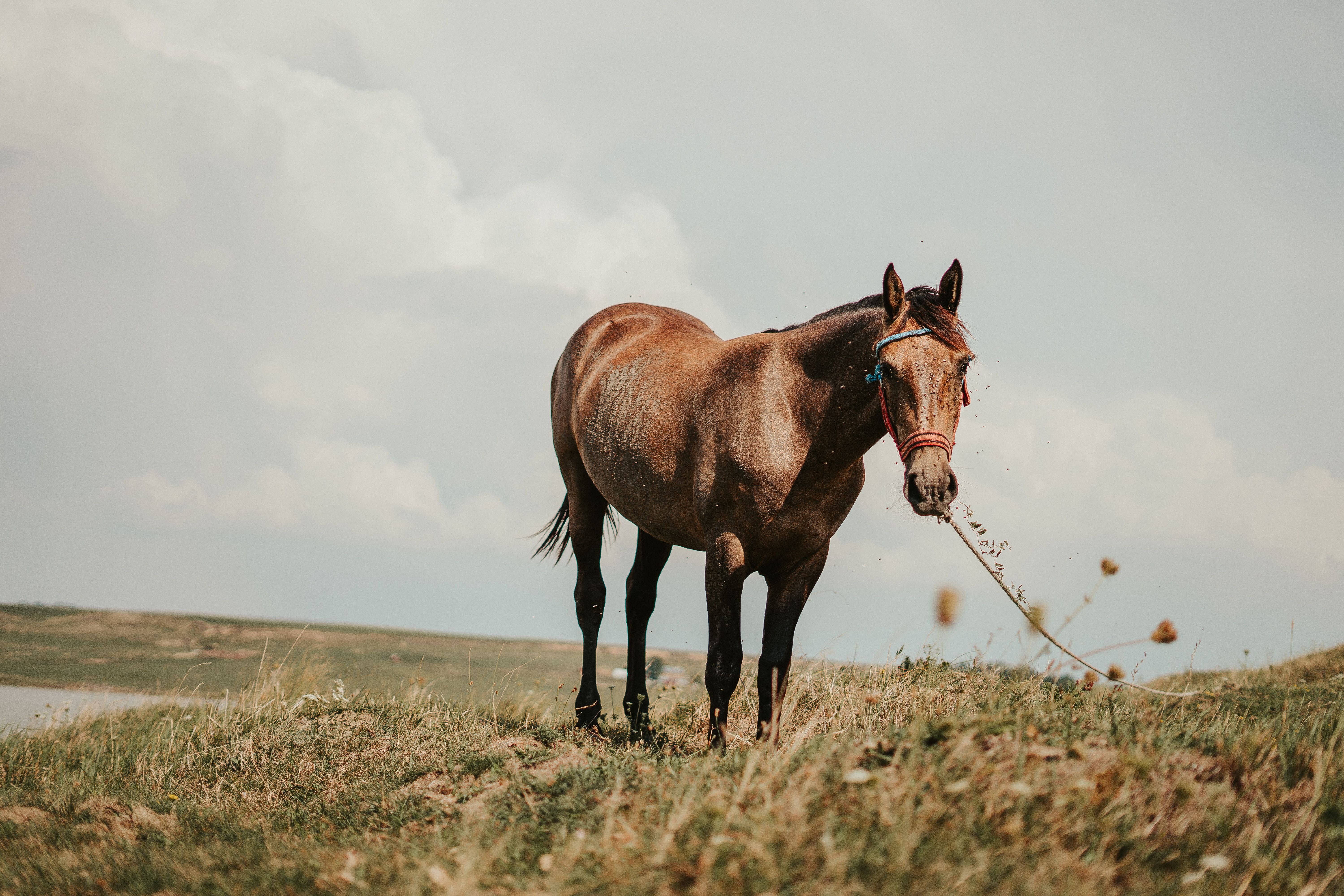 Photo of a Horse · Free Stock Photo
