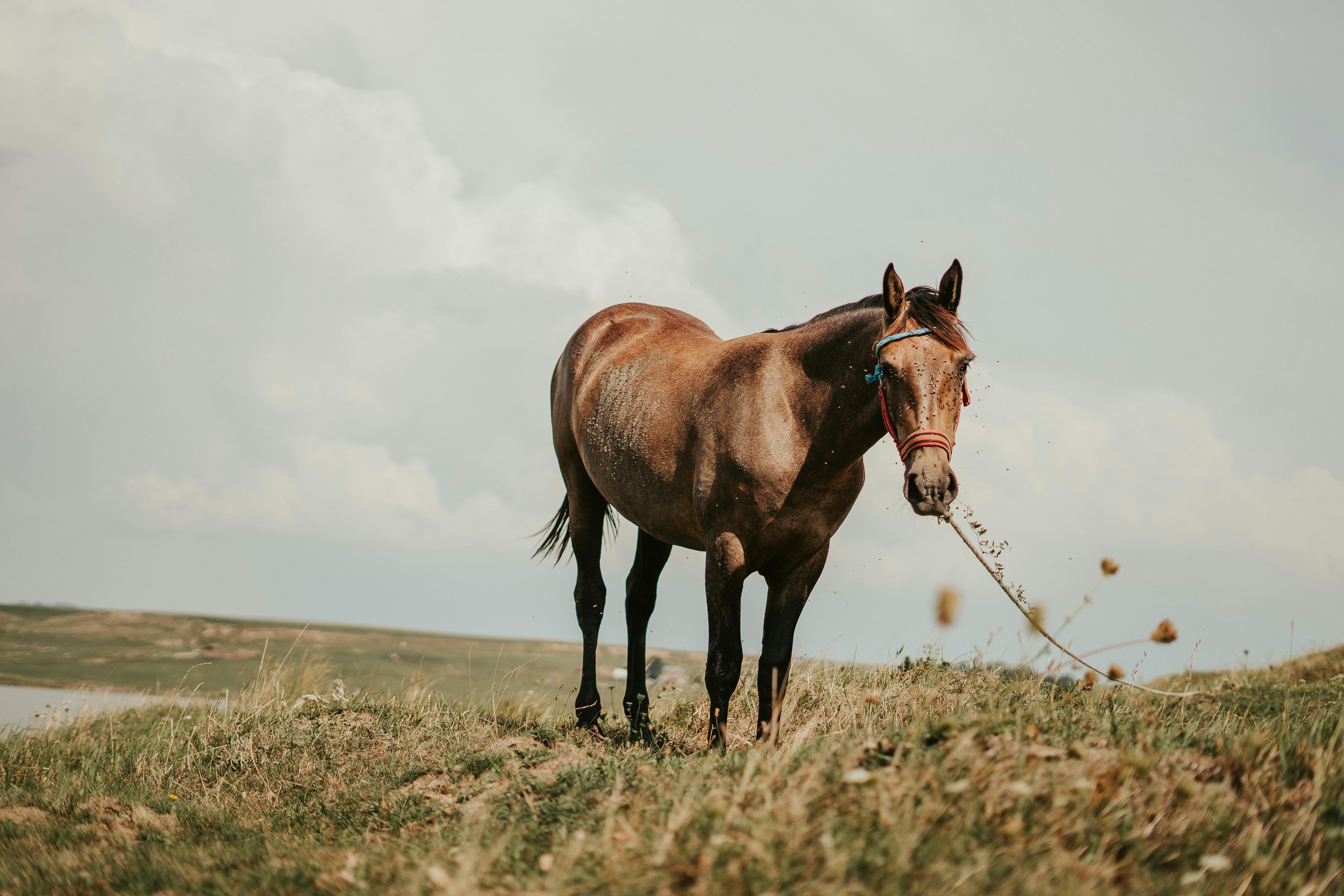 Foto de stock gratuita sobre caballo, campo, équidos, equino ...