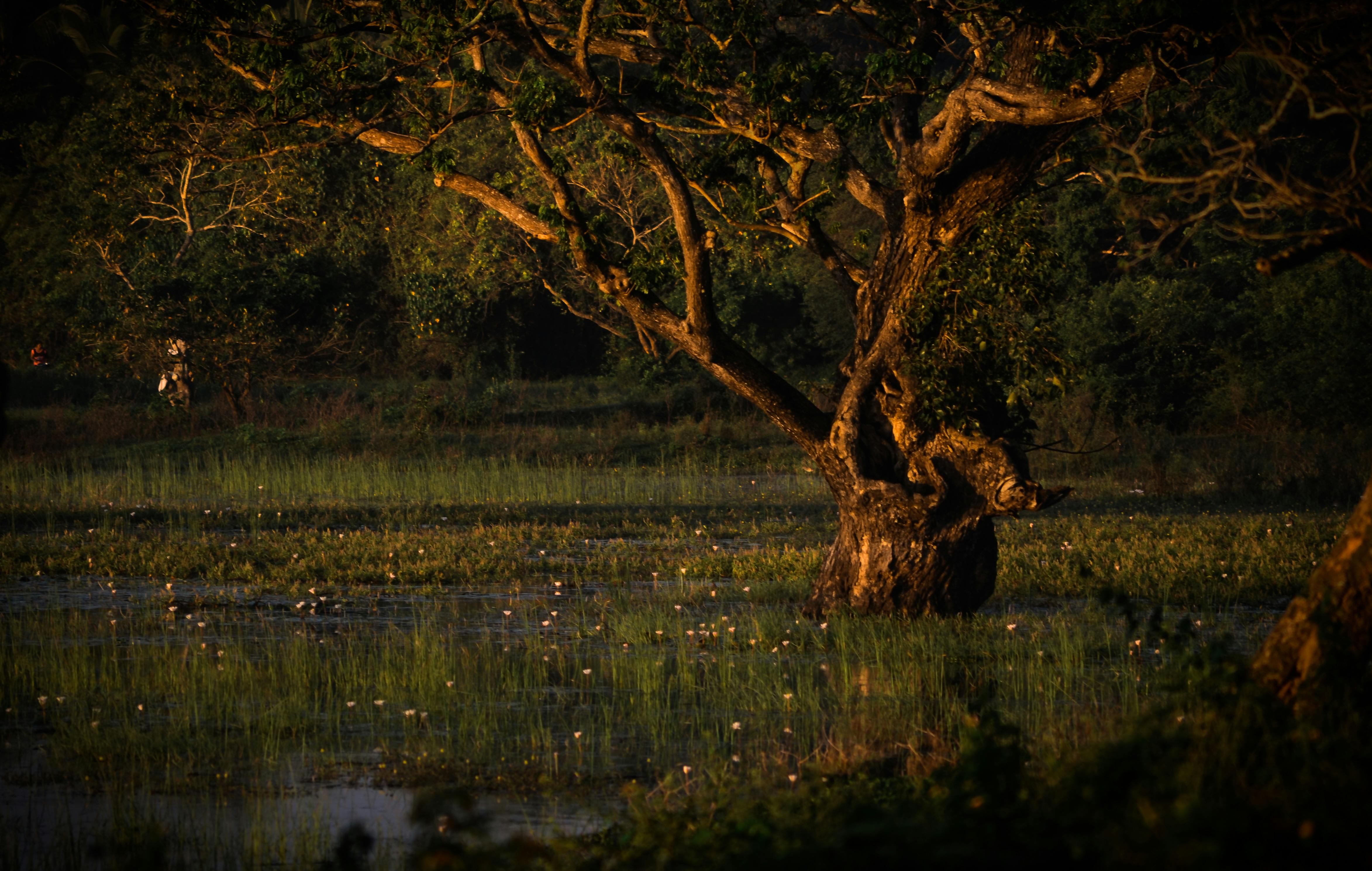View of a Tree on a Marsh · Free Stock Photo