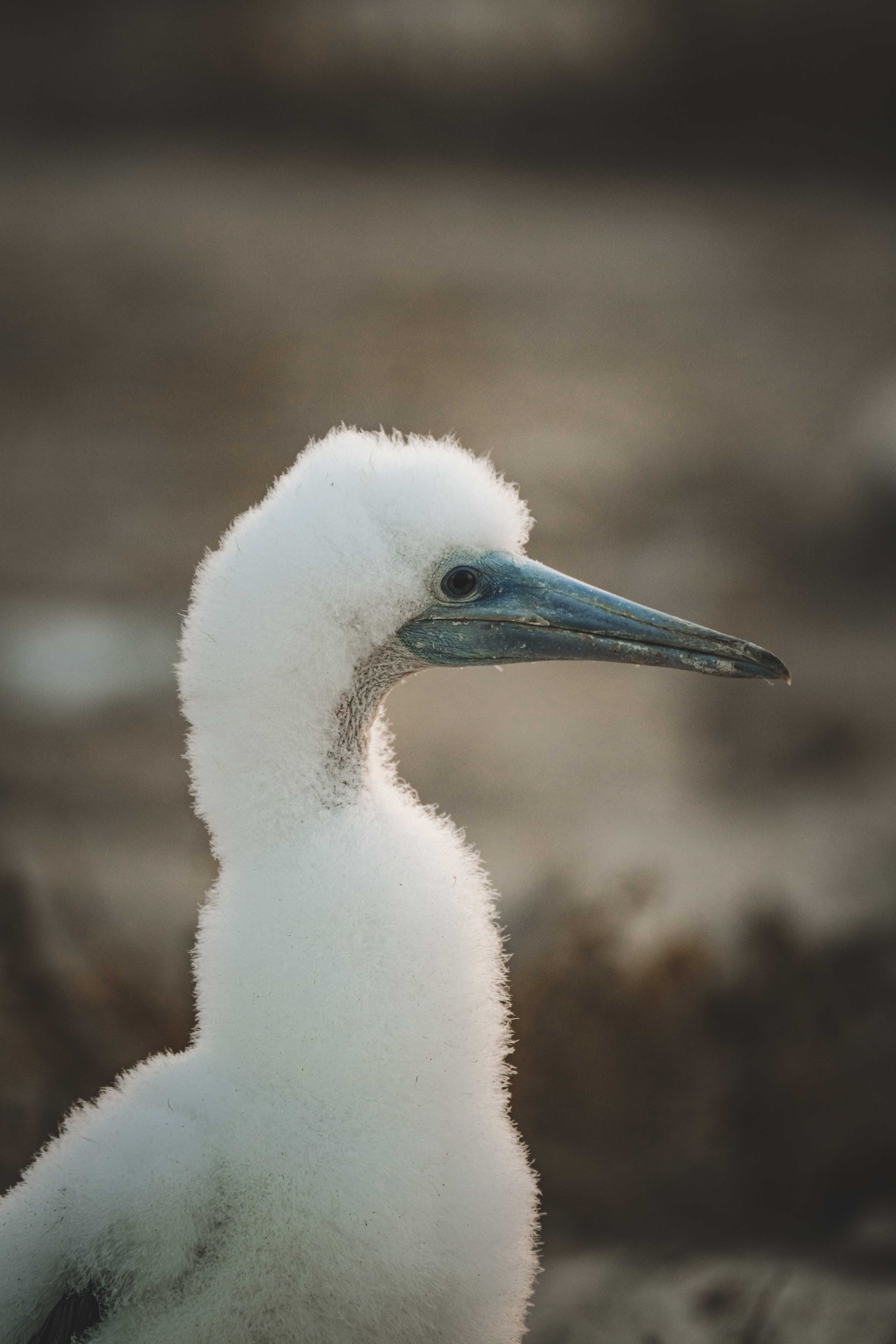 Close Up Photo of Peruvian Booby · Free Stock Photo