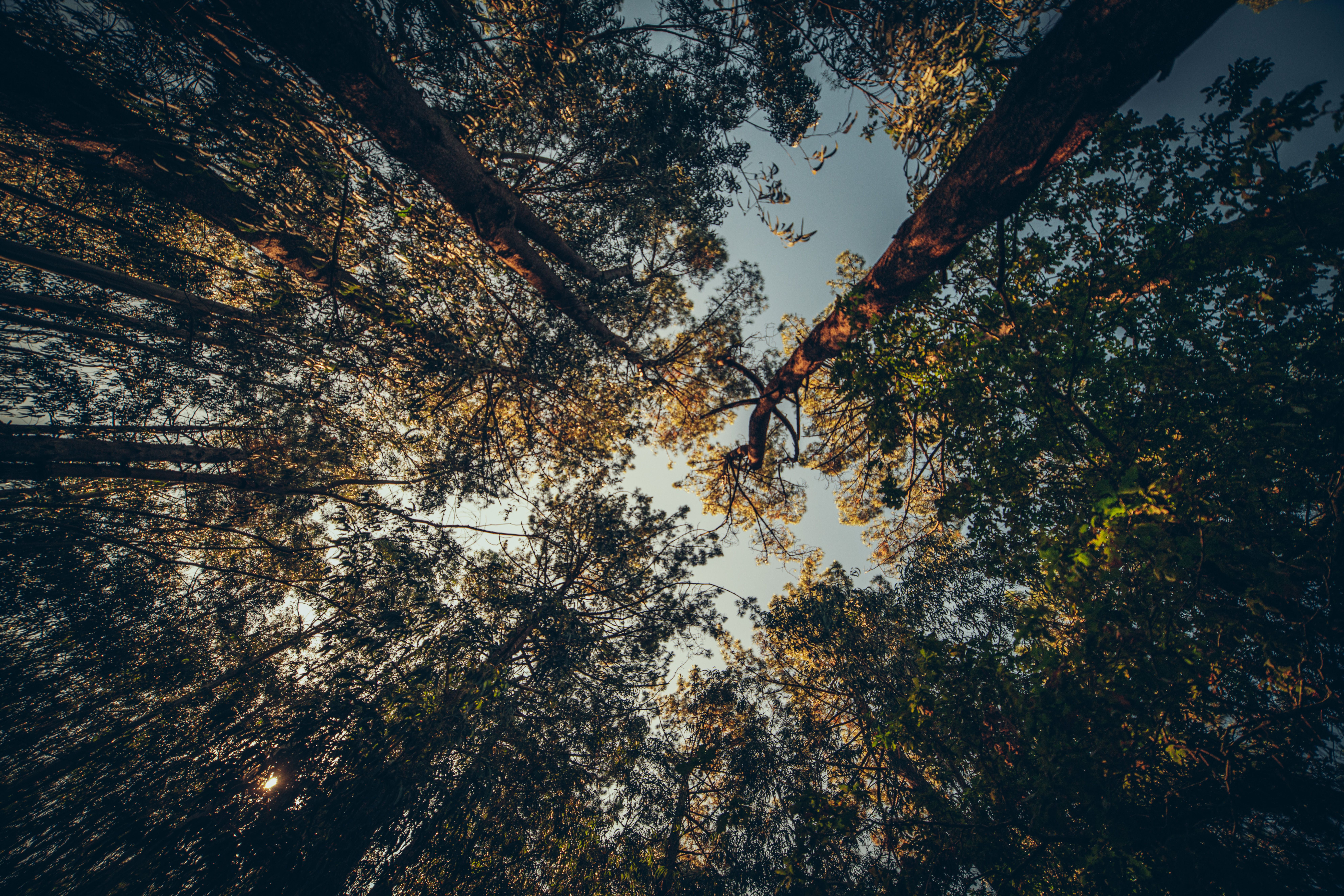 Low Angle Photography of Brown Leaf Forest Trees at Daytime · Free ...