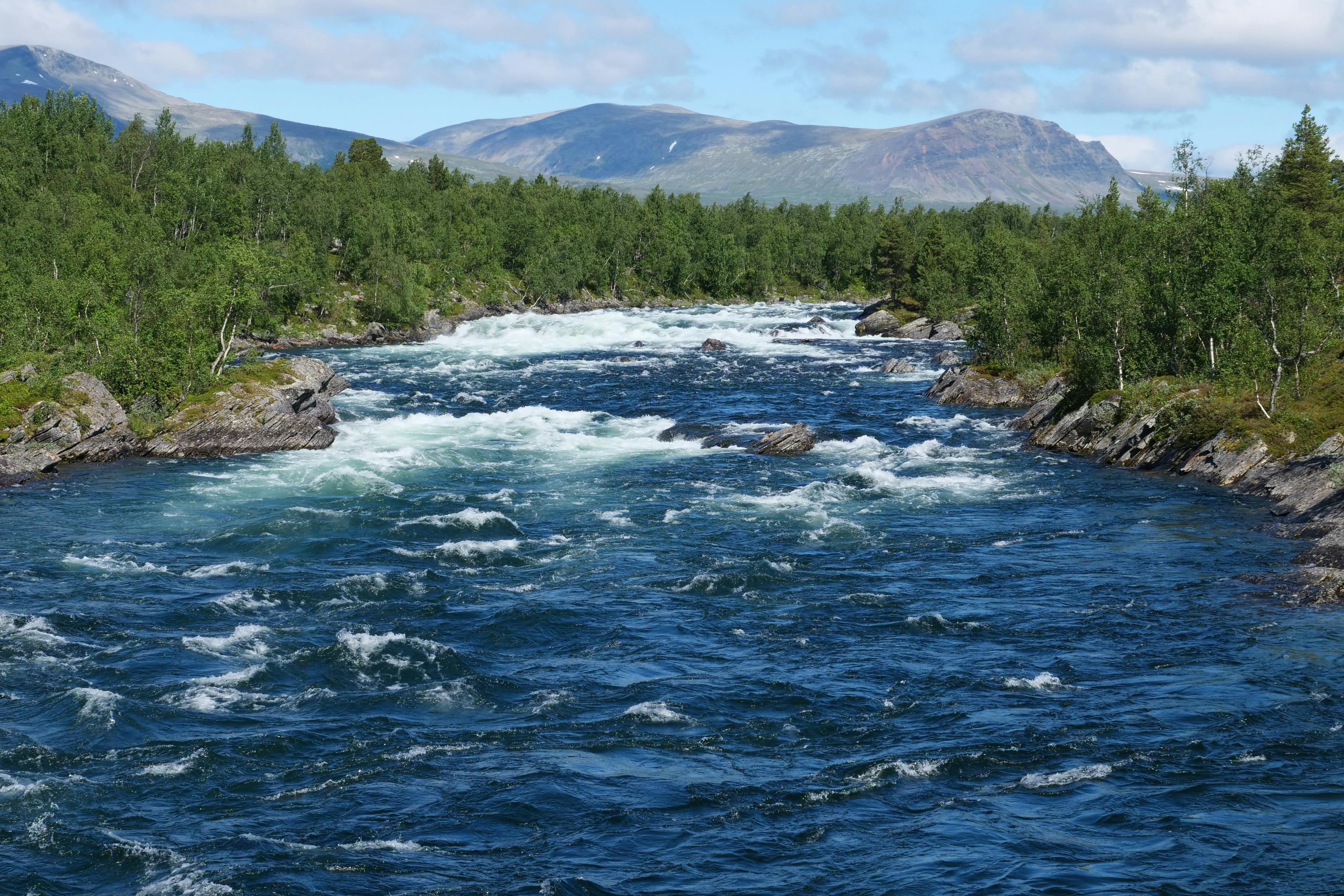 Green Trees Beside River · Free Stock Photo
