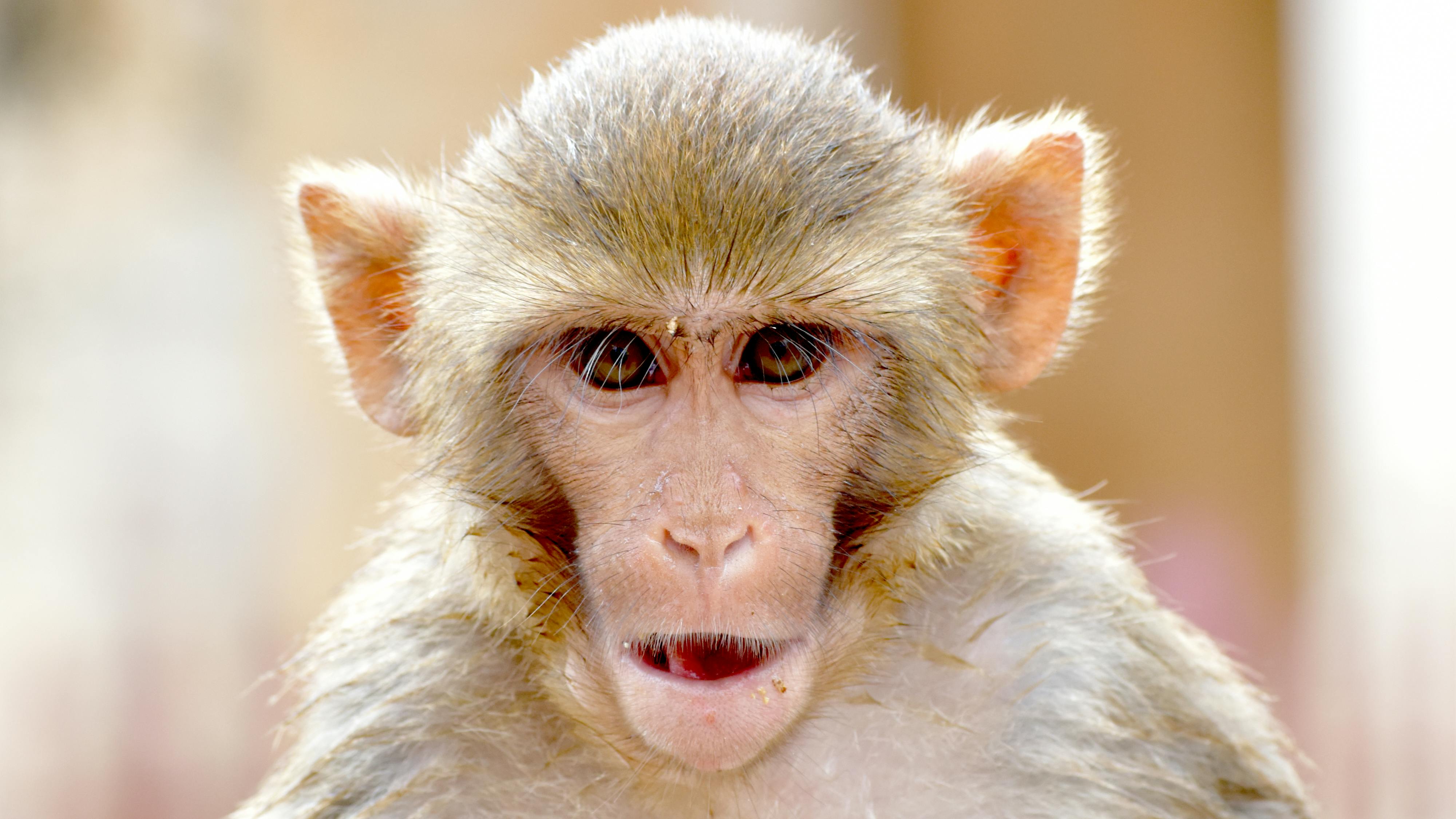Close Up Shot of Monkeys · Free Stock Photo